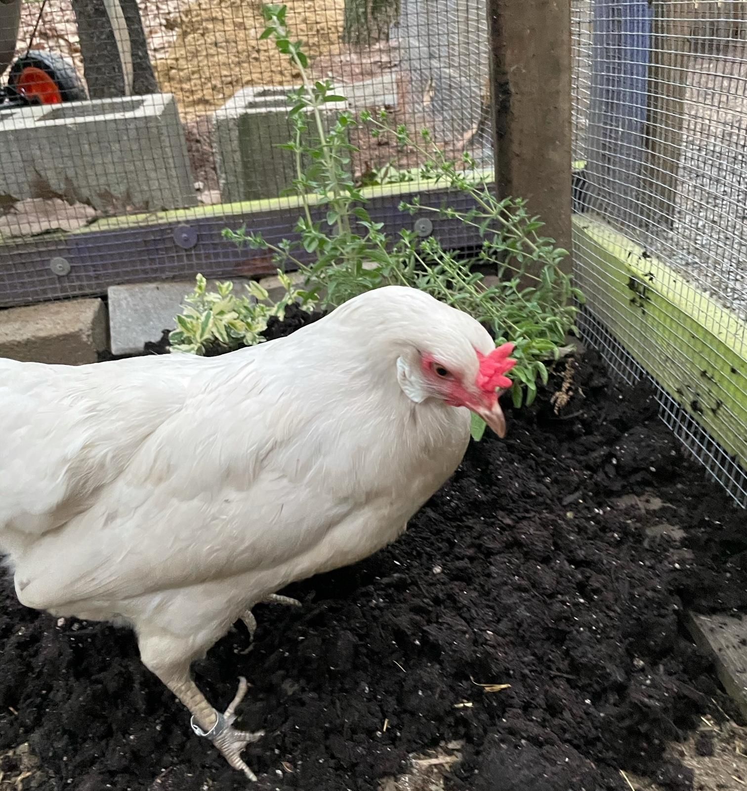 Grazing Frame for Backyard Chickens : 5 Steps (with Pictures ...