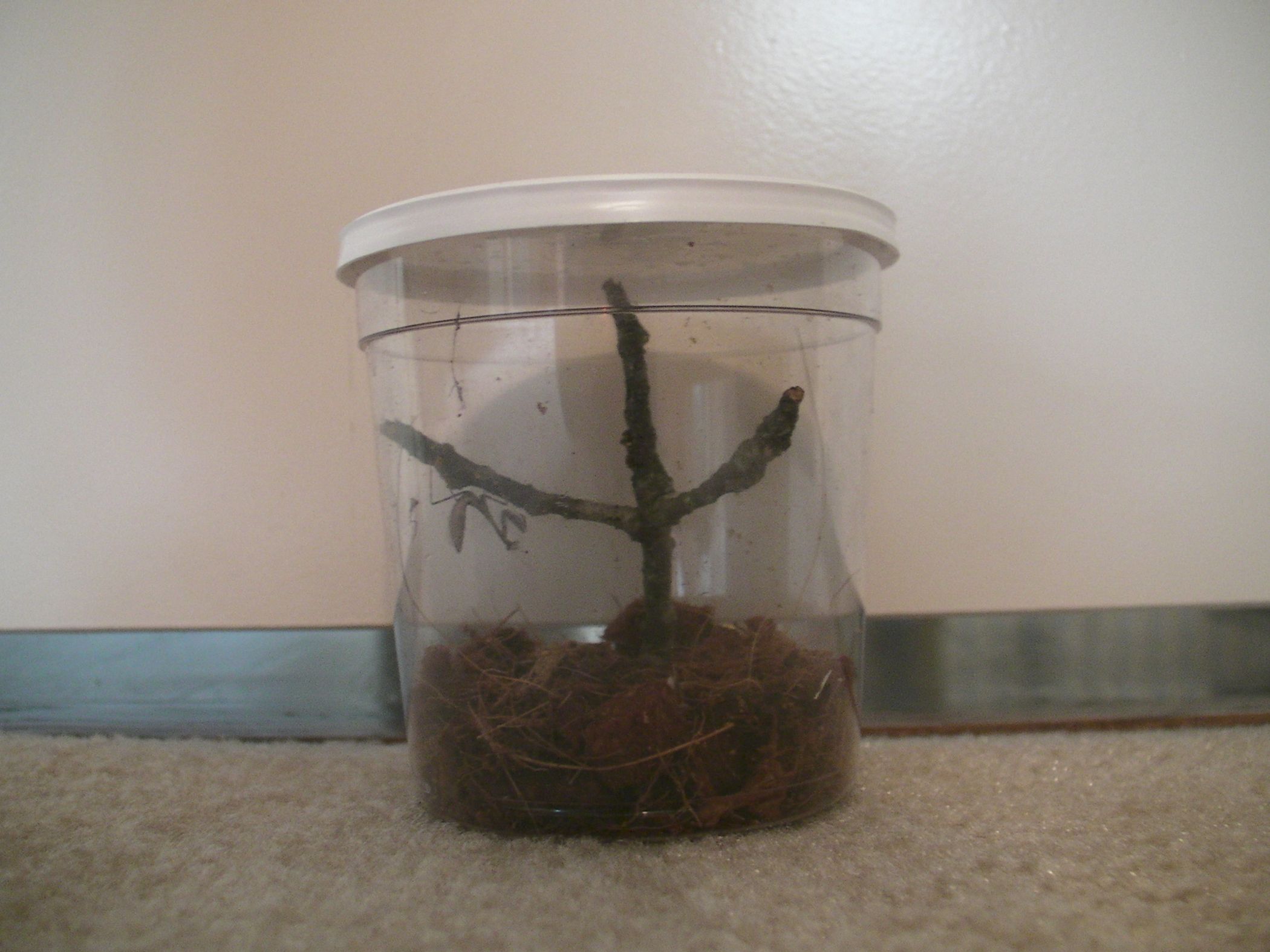 proper-care-for-a-baby-praying-mantis-6-steps-instructables