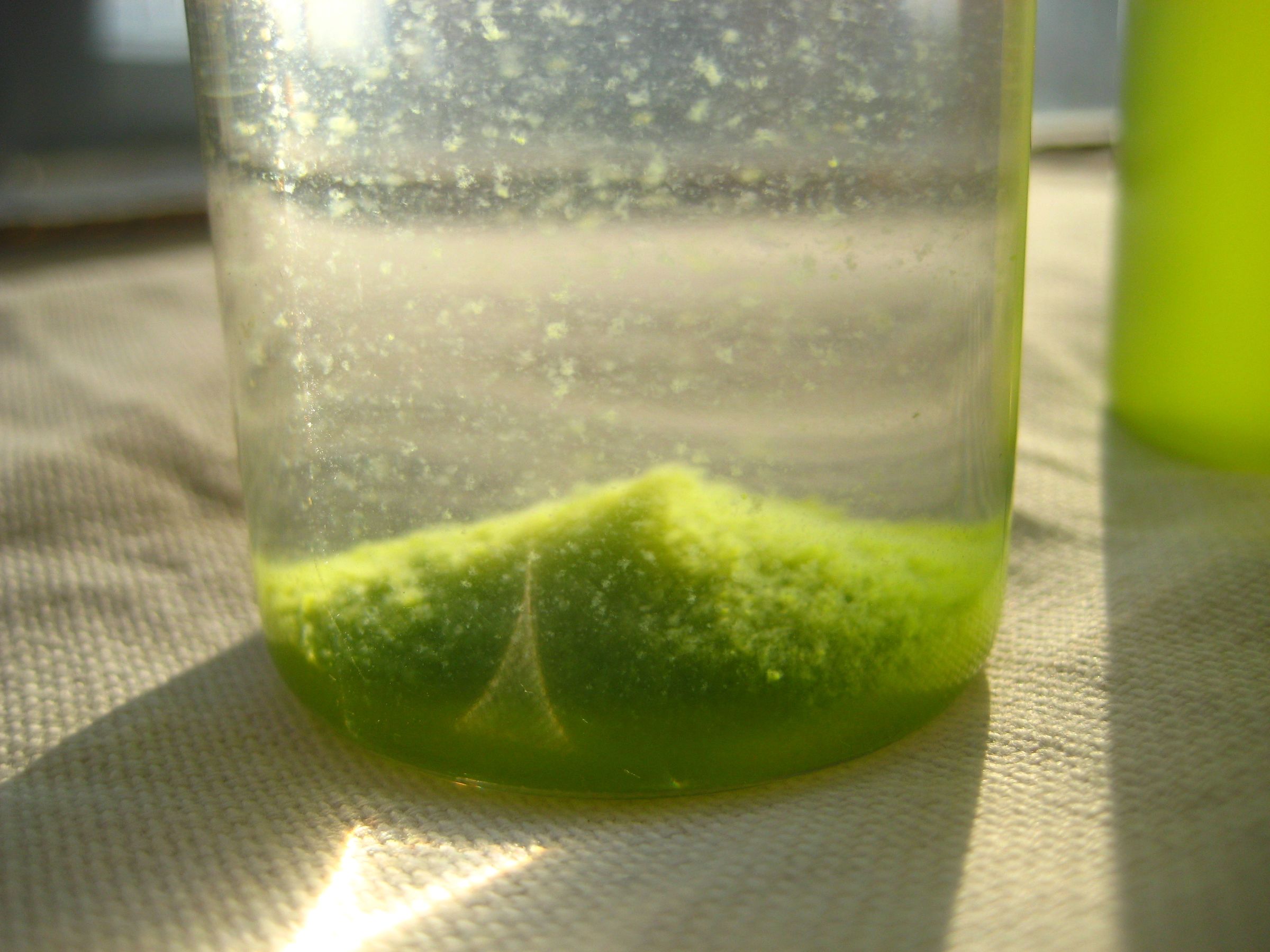 The Algae Experiment: How to Build Your Own Algae Photo-bioreactor ...