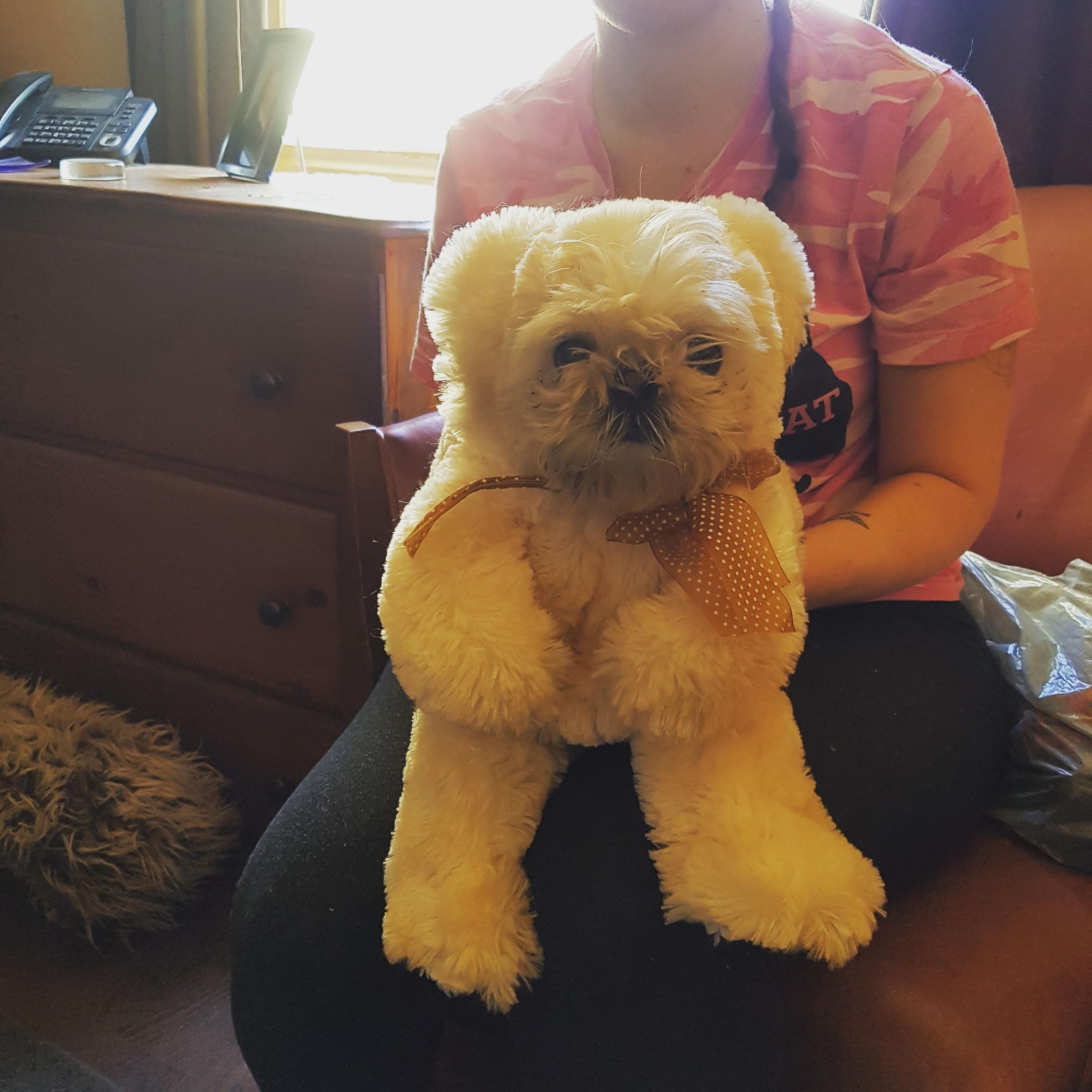 Turn Your Pet Into a Real Life Teddy Bear : 7 Steps (with Pictures ...