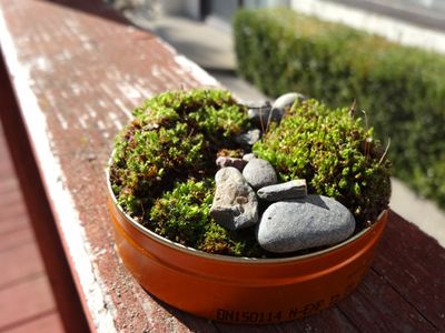 Mini Moss Garden From Backyard Materials : 4 Steps (with Pictures ...