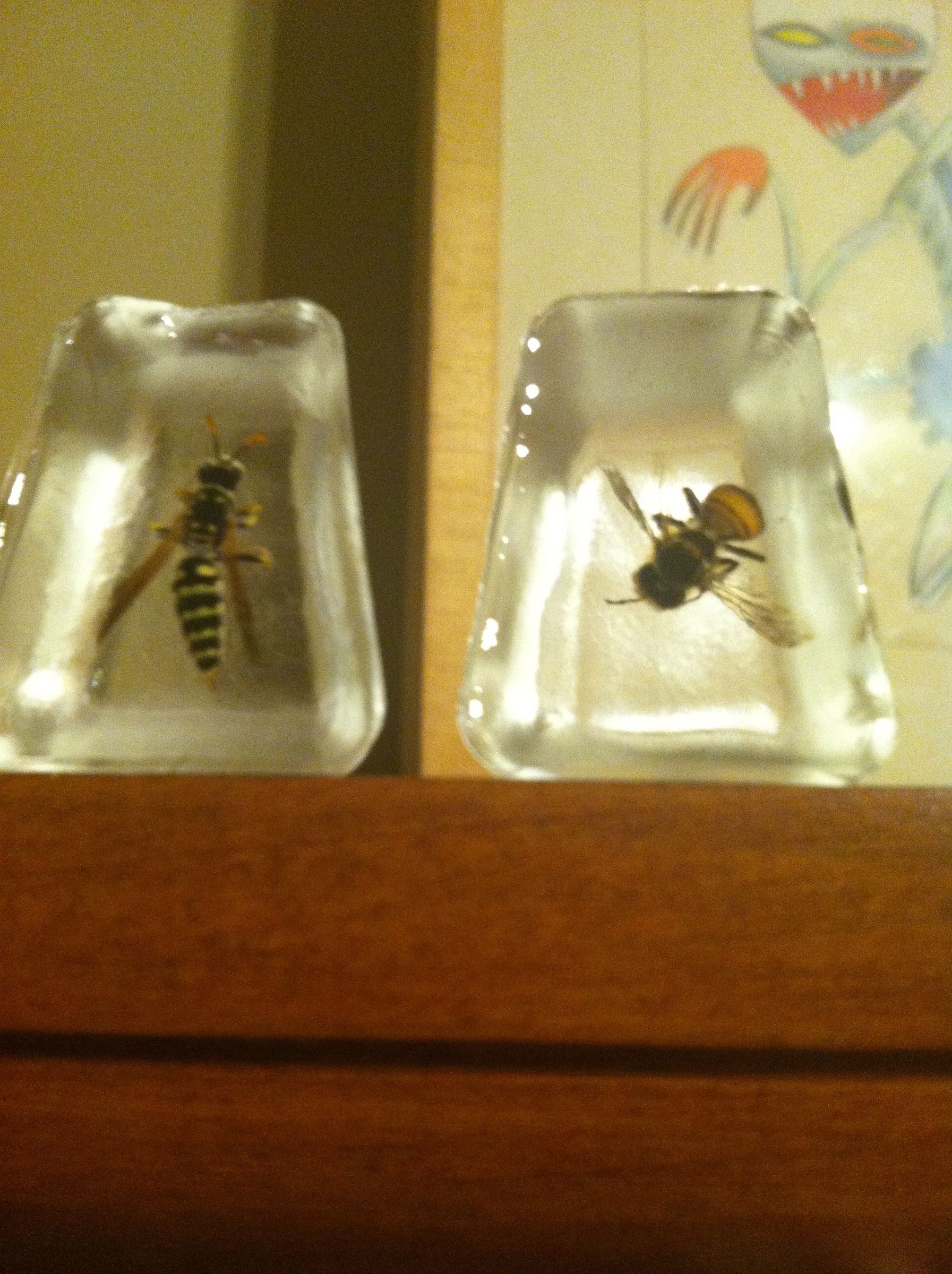 Preserve Insects in Resin : 6 Steps (with Pictures) - Instructables