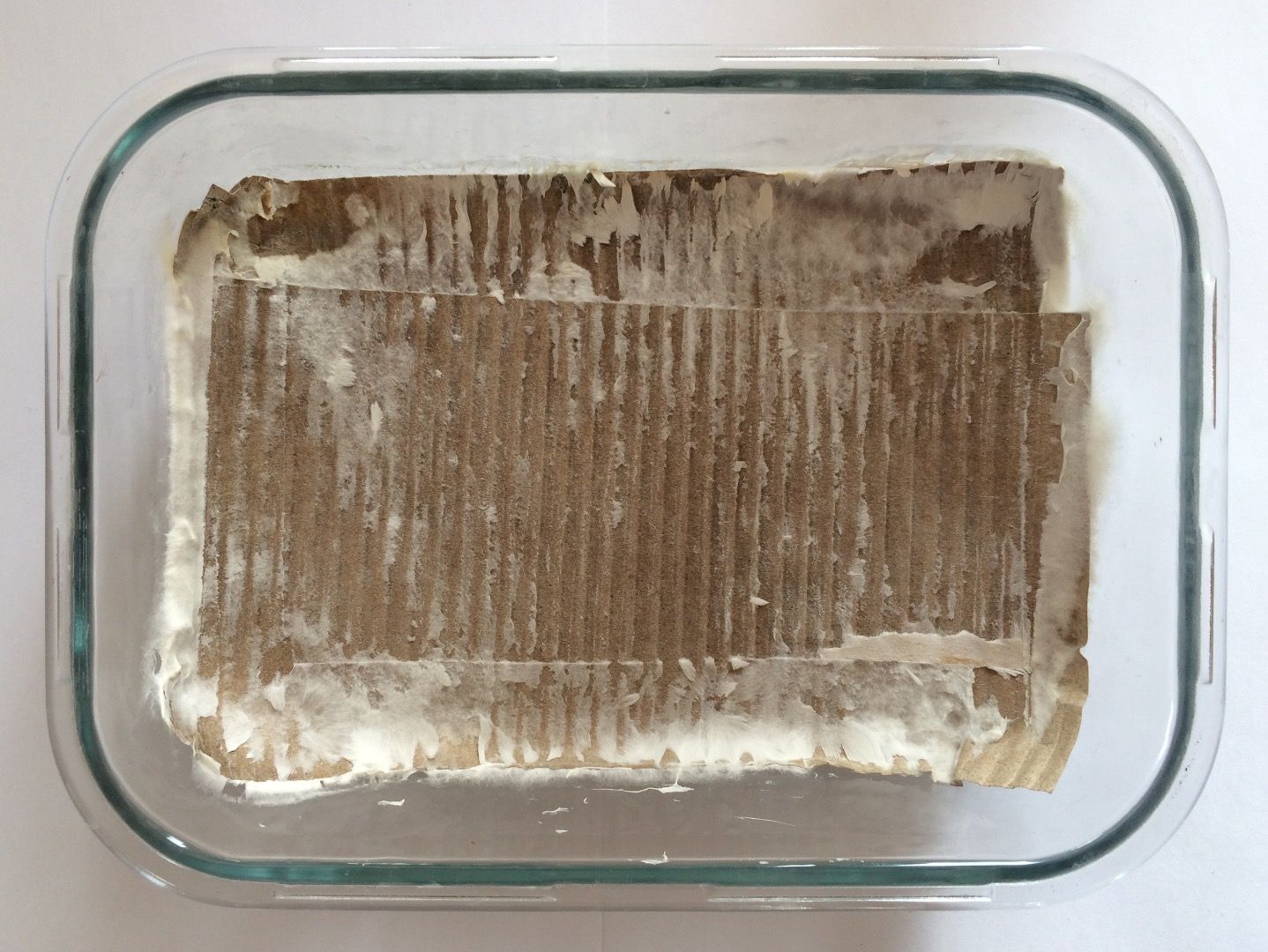 Making Mycelium : 5 Steps (with Pictures) - Instructables