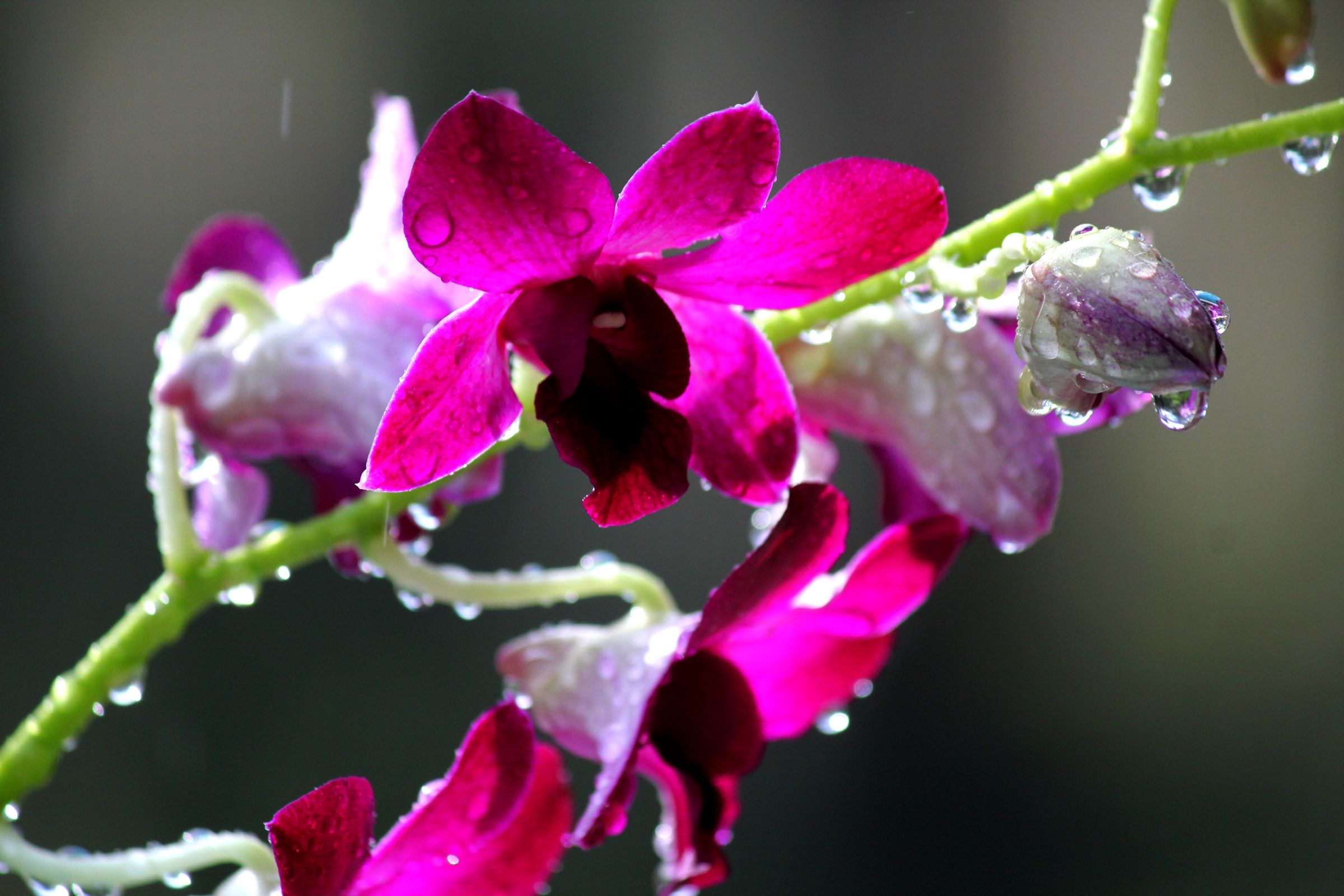 Photos for a Rainy Day: Inclement Weather Photography : 6 Steps (with ...