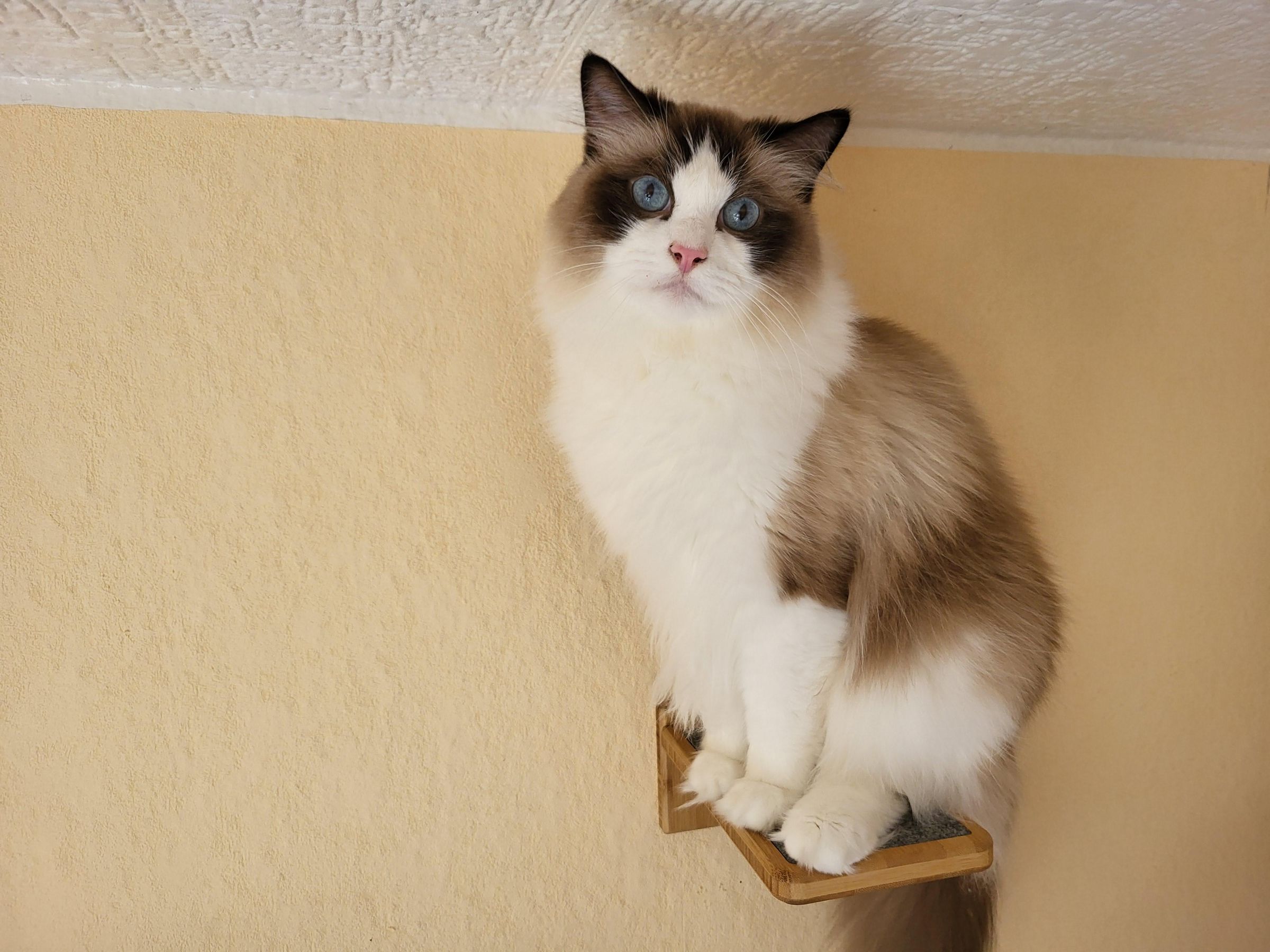 Cat Step : 9 Steps (with Pictures) - Instructables