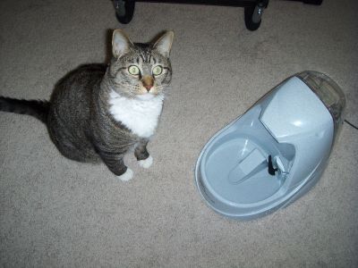 Motion Detector Cat Fountain : 6 Steps - Instructables
