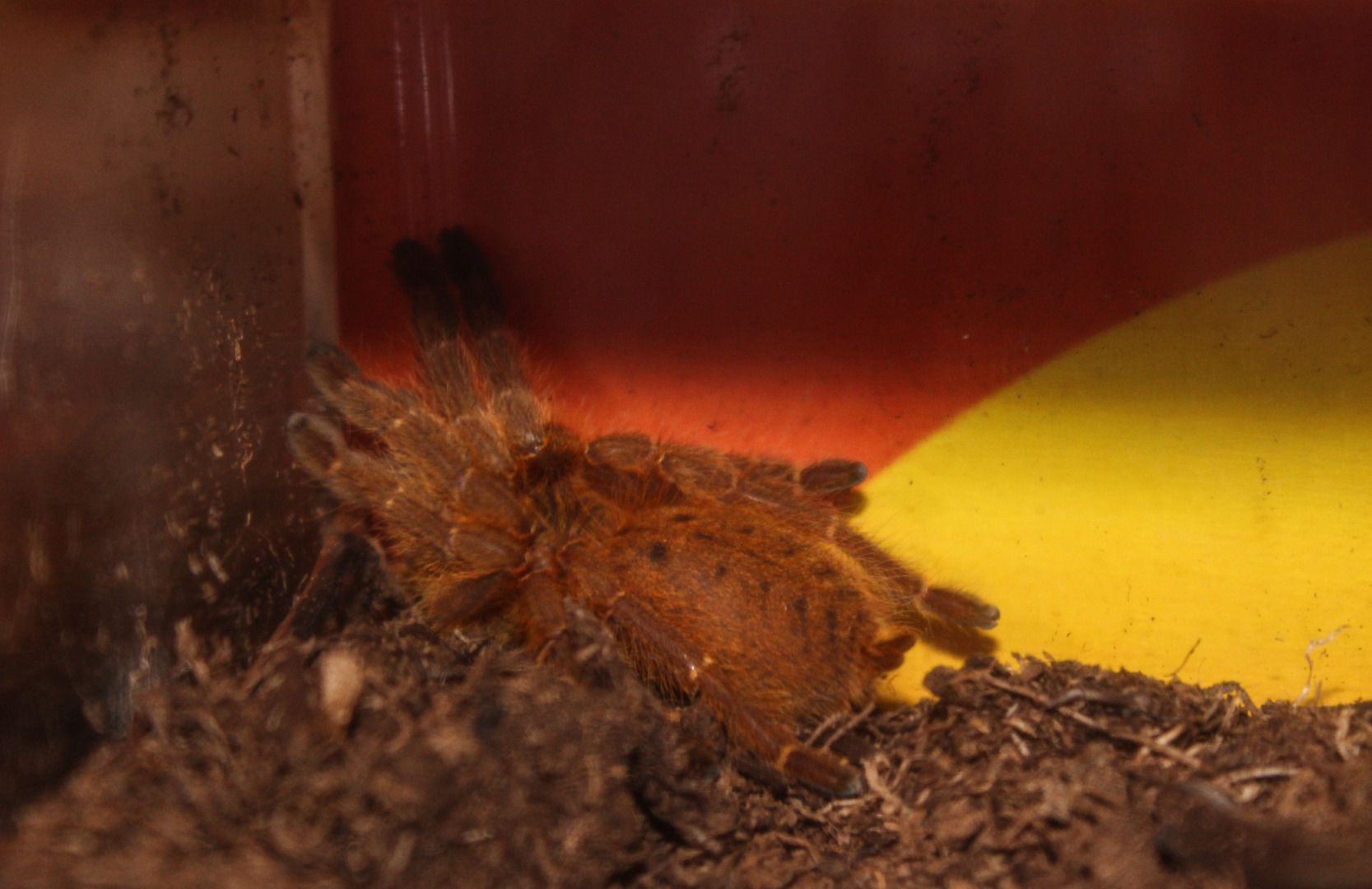 Tarantula Terrarium : 5 Steps - Instructables