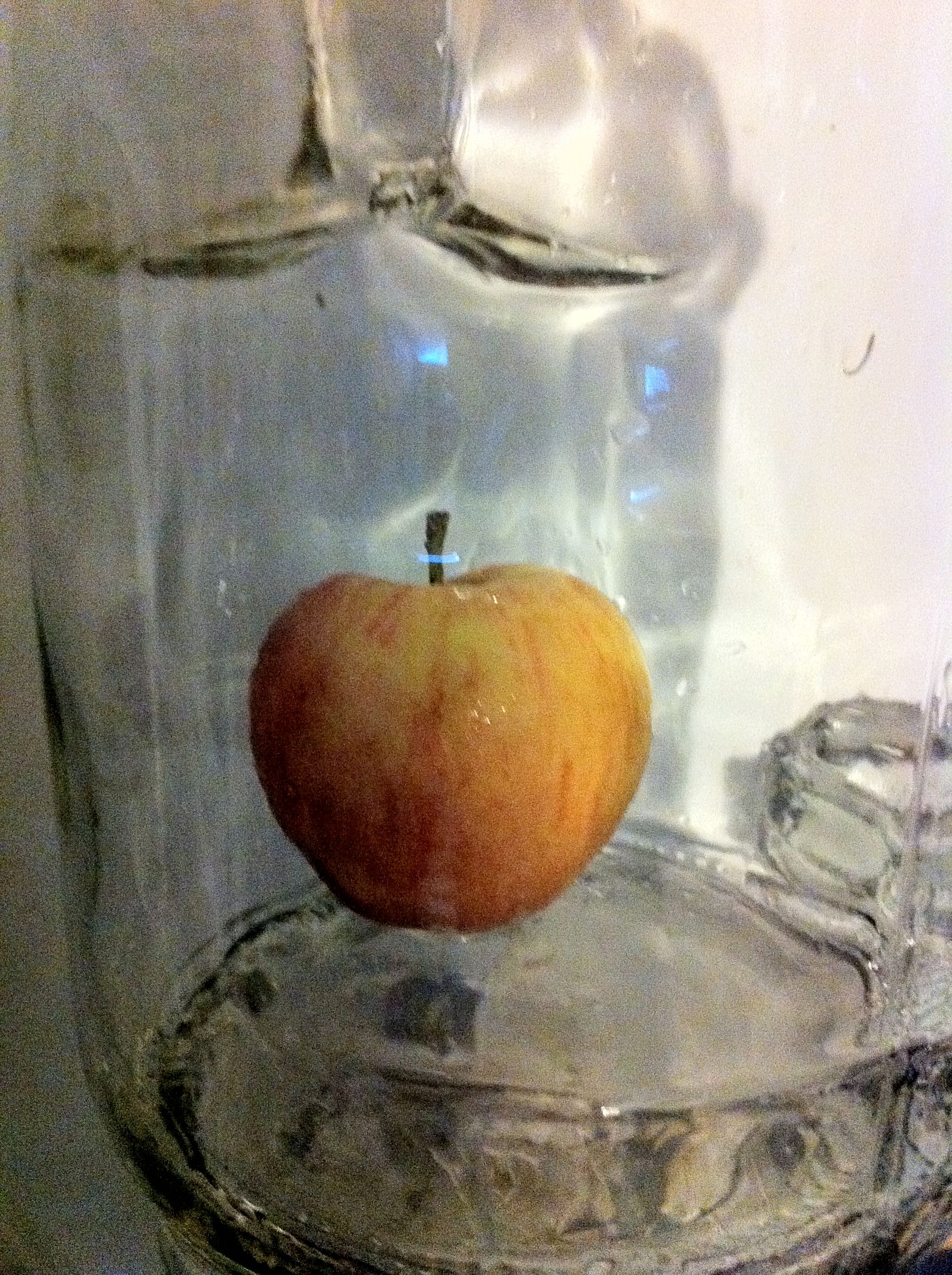 How to Grow an Apple in a Bottle : 15 Steps (with Pictures) - Instructables