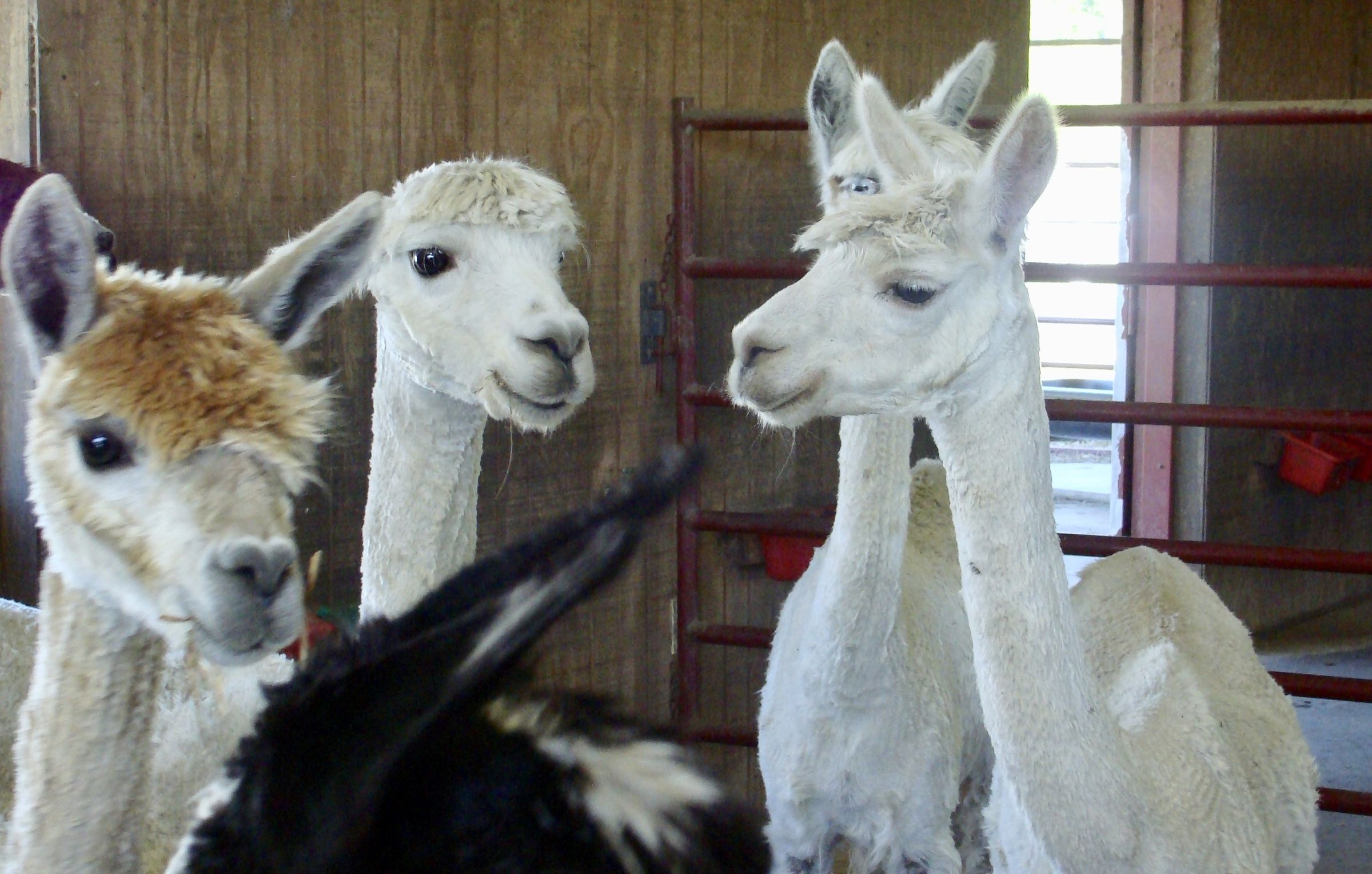 Alpaca Fleece . . . . Now What? : 10 Steps (with Pictures) - Instructables