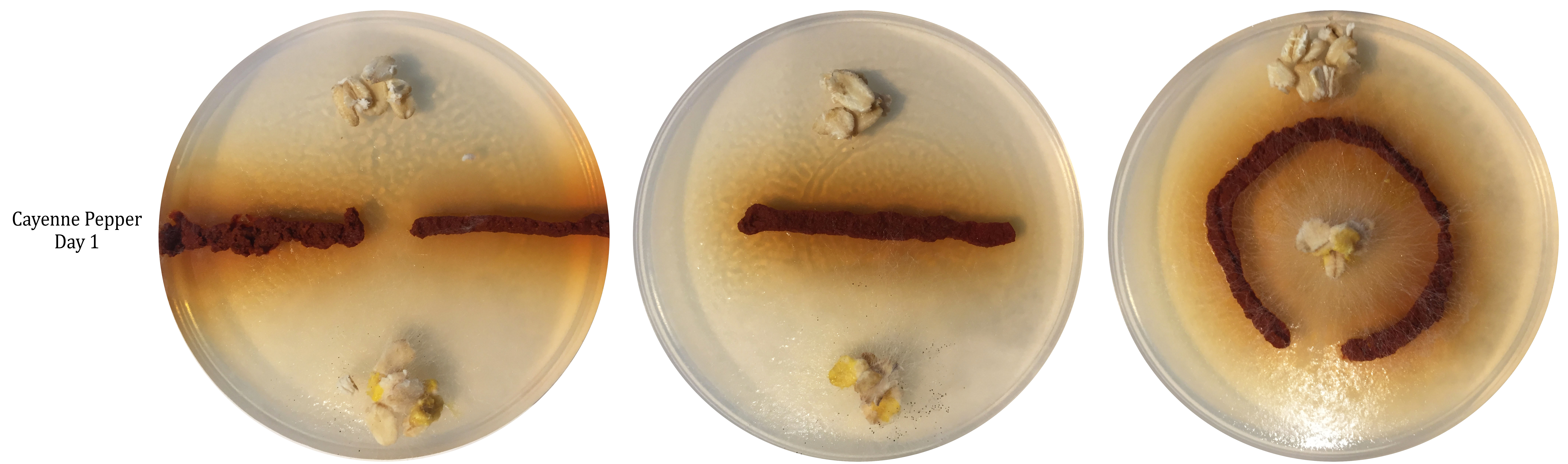 How to Grow SLIME MOLD : 9 Steps (with Pictures) - Instructables