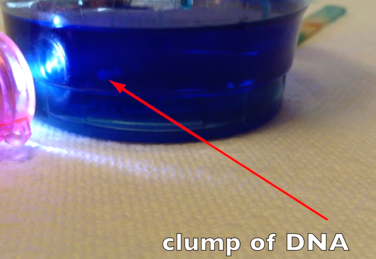 How to Extract Your Own DNA at Home : 7 Steps - Instructables