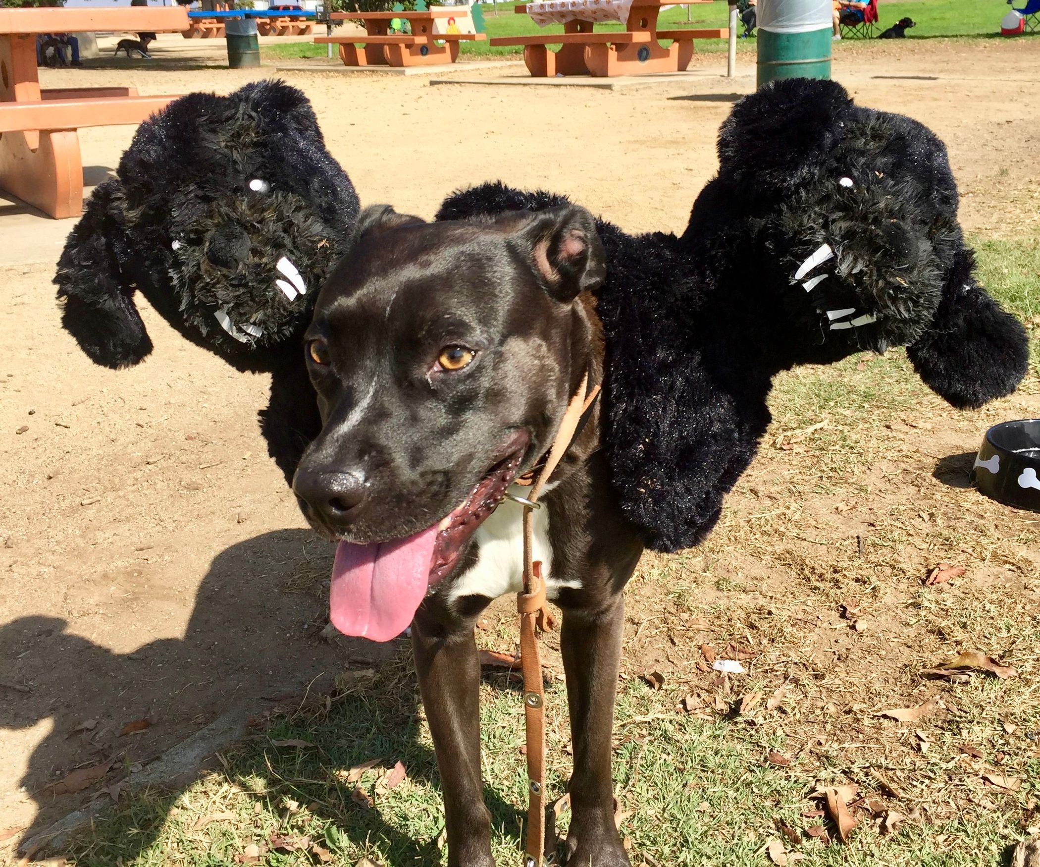 Cerberus Aka. "Fluffy" Costume for Your Dog : 8 Steps (with Pictures ...