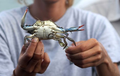Crabbing for Beginners : 8 Steps (with Pictures) - Instructables