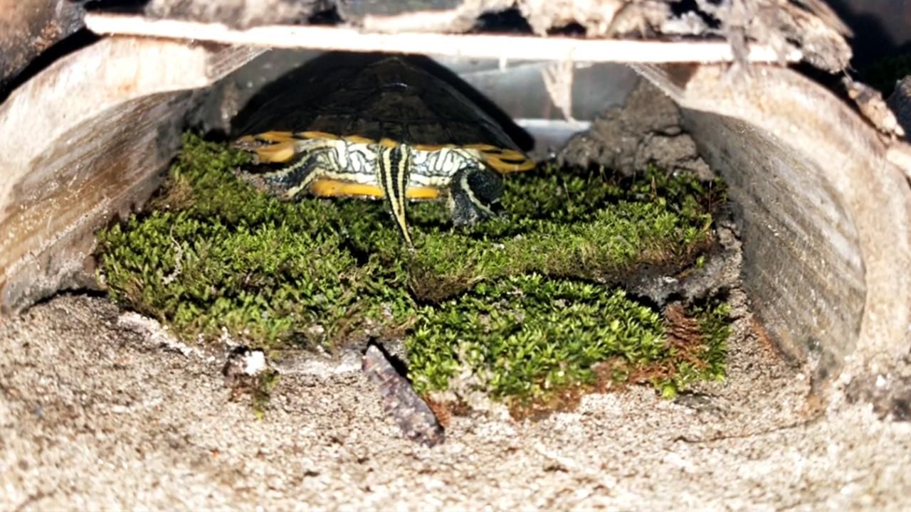 Turtle Habitat for Baby Turtles | Homemade Turtle Garden : 18 Steps ...