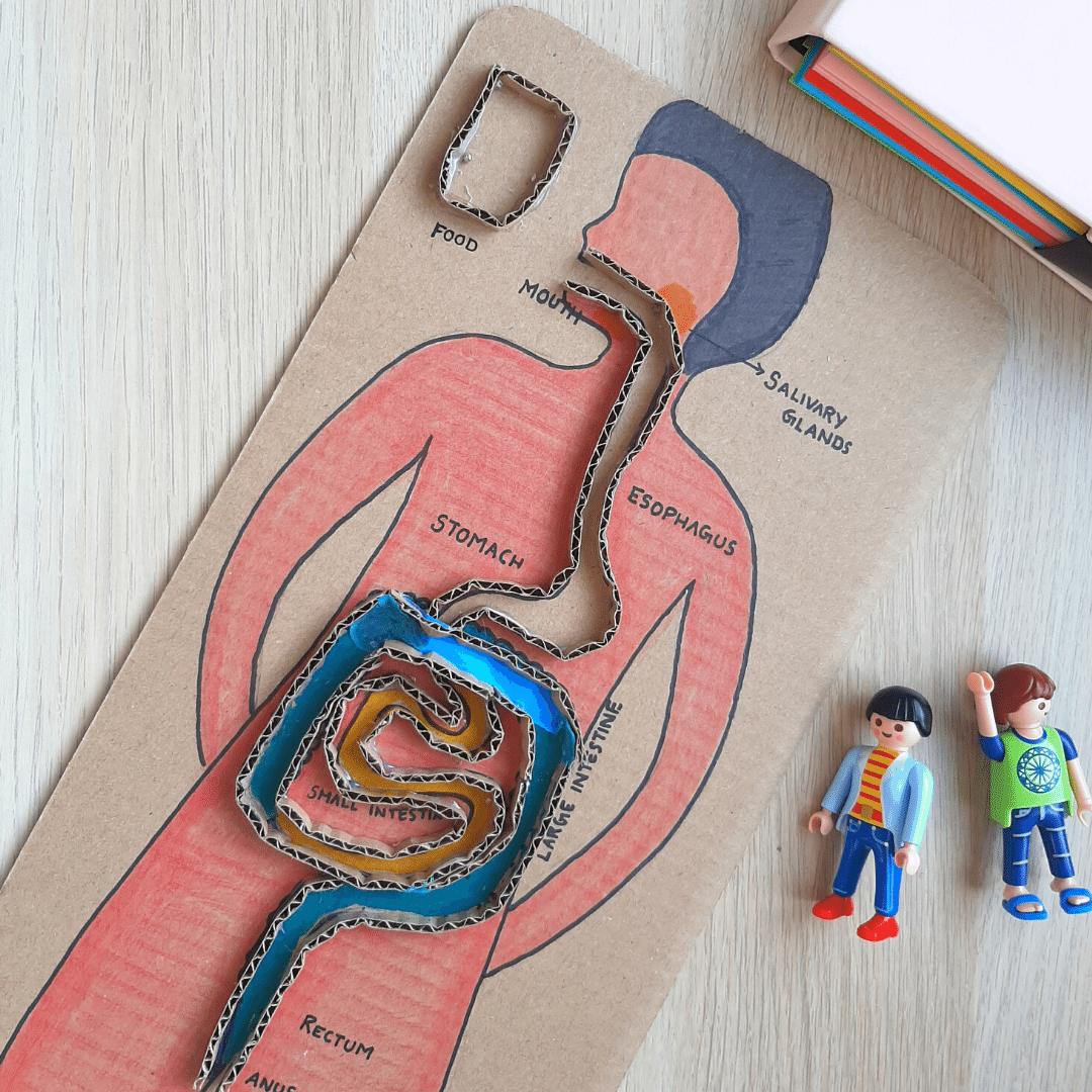 Interactive Digestive System : 9 Steps (with Pictures) - Instructables