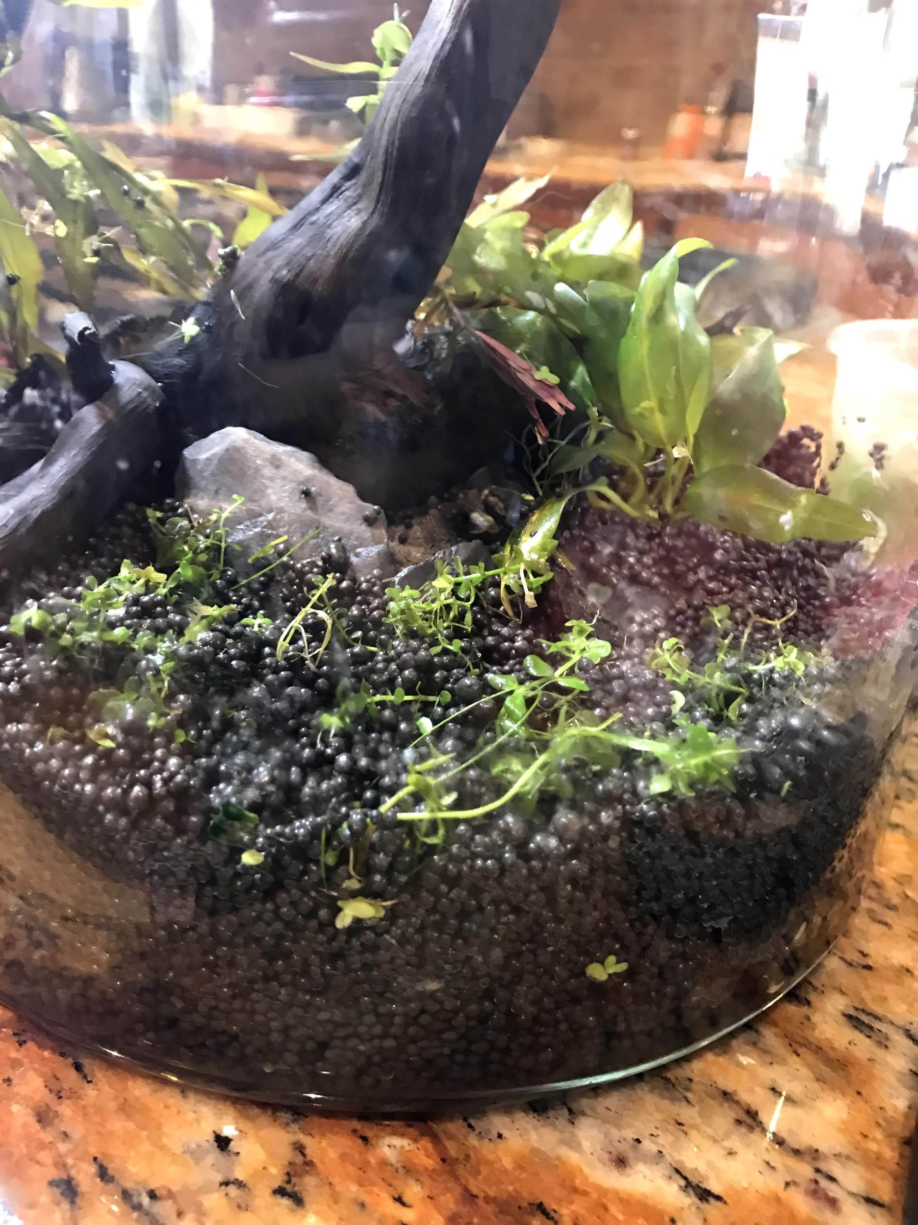 How to Make a Jarrarium : 4 Steps (with Pictures) - Instructables