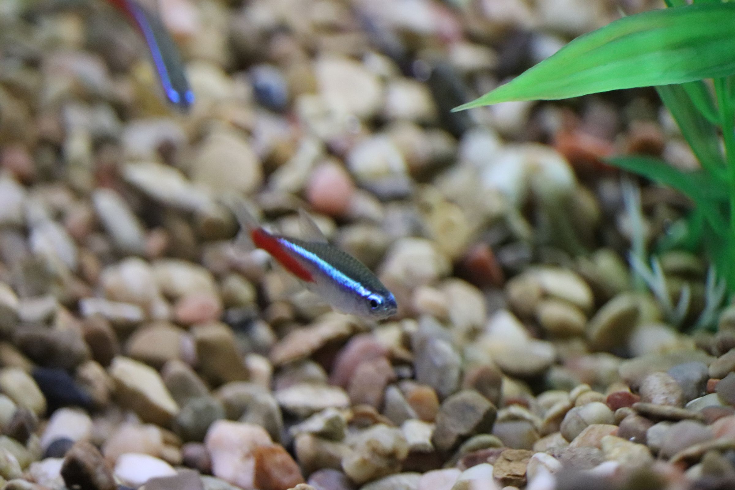 Build a TV Fish Tank : 6 Steps (with Pictures) - Instructables