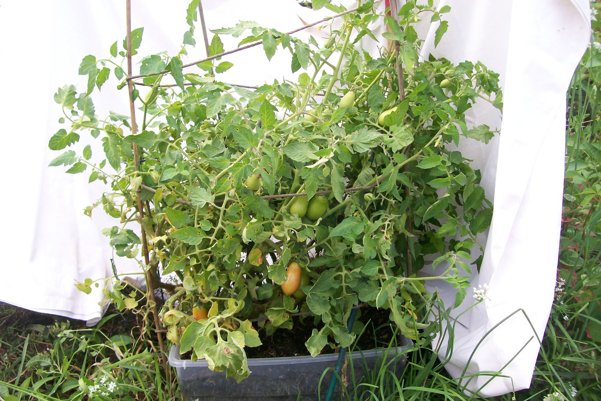 Growing Horizontal Tomatoes : 5 Steps - Instructables