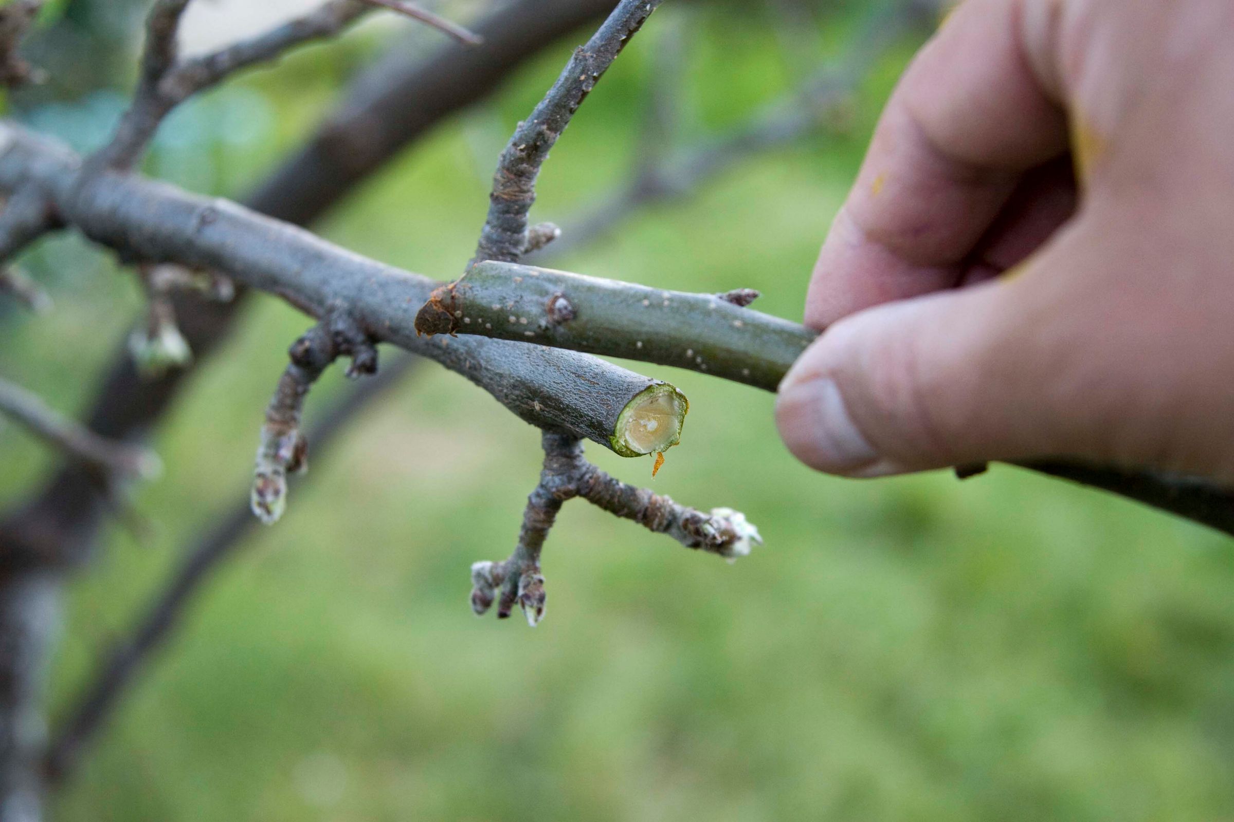 Whip Grafting : 11 Steps (with Pictures) - Instructables