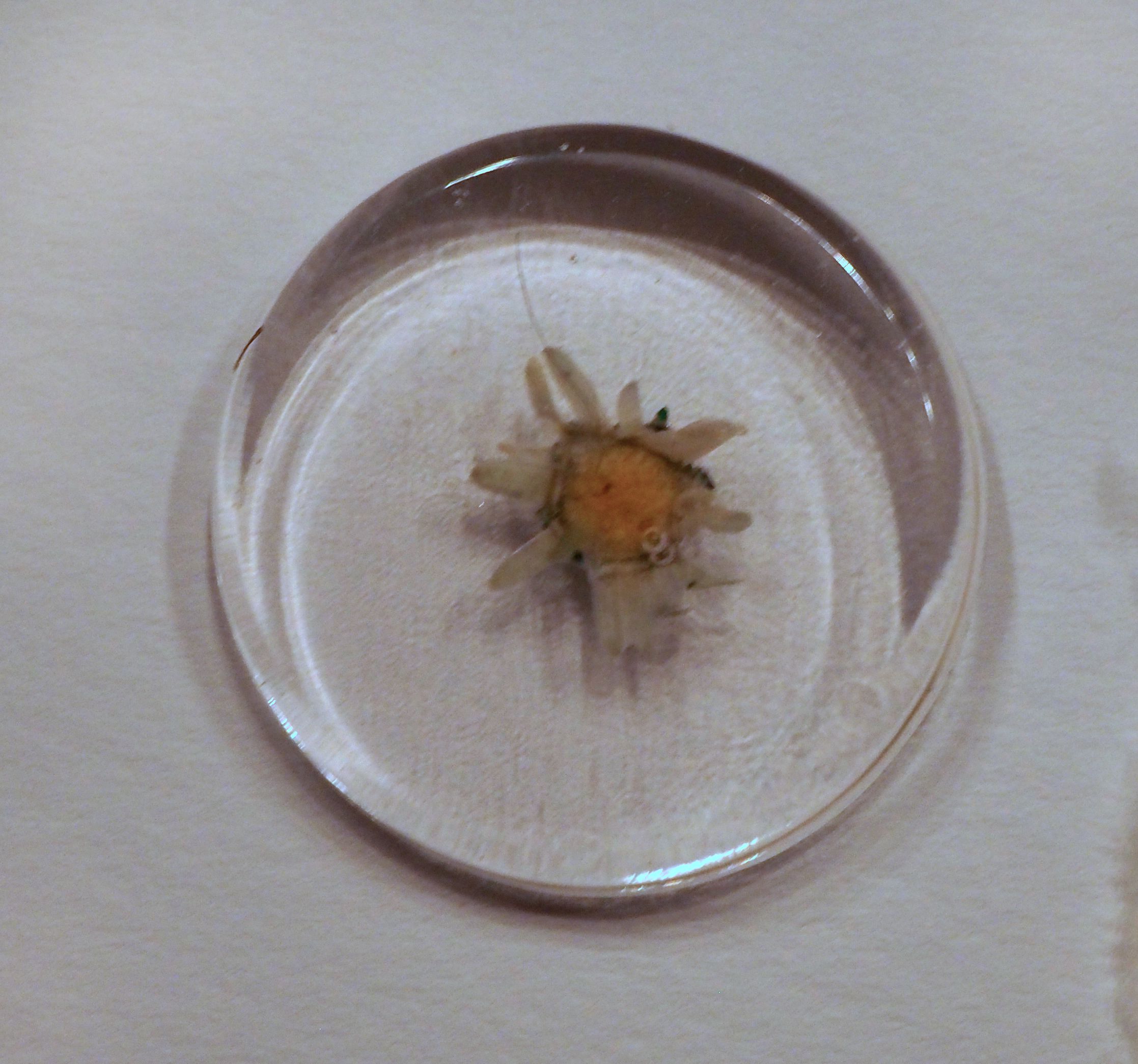 Techniques to Embed Flowers in Resin : 12 Steps (with Pictures ...