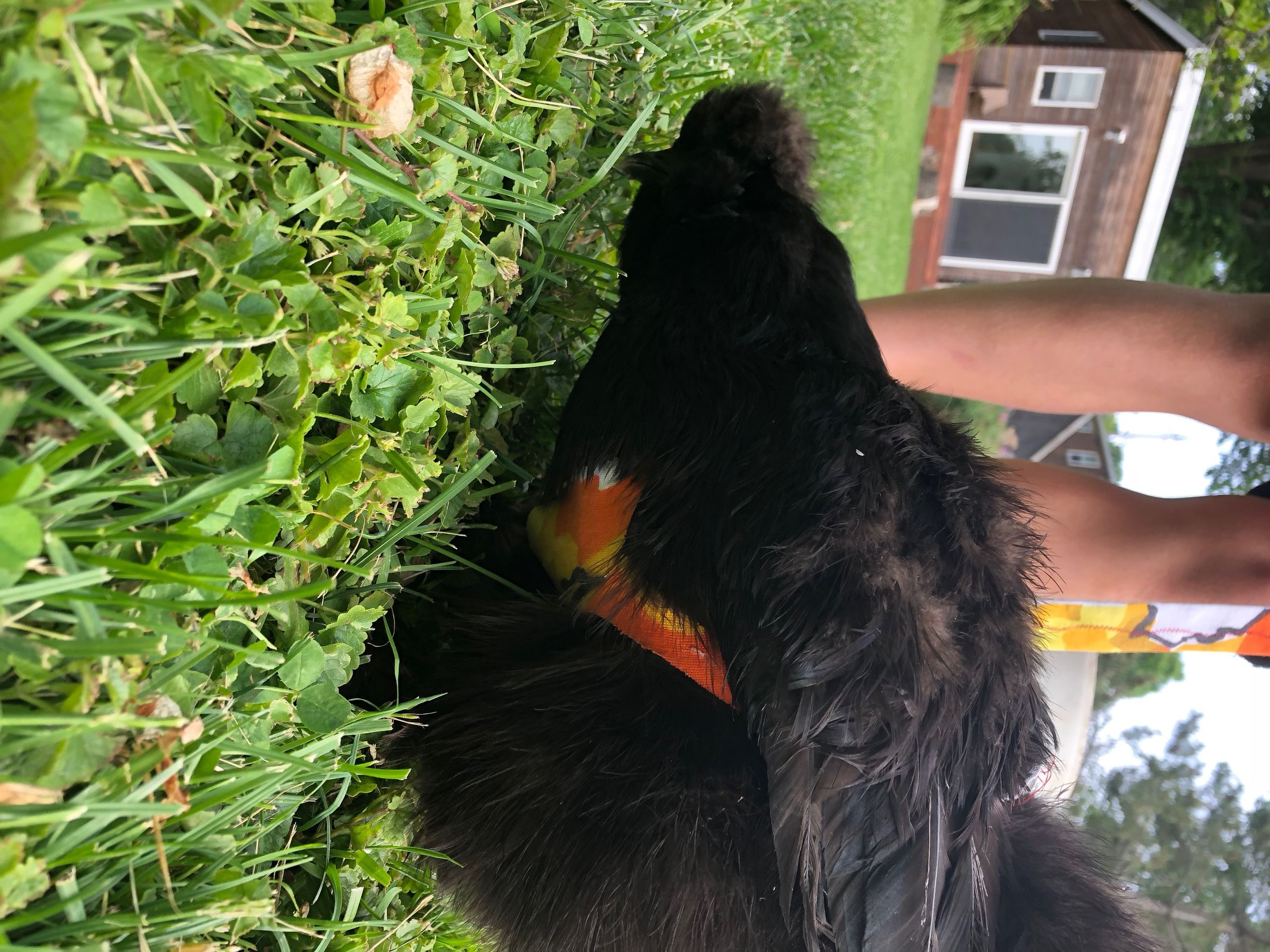 DIY Chicken Harness : 5 Steps - Instructables