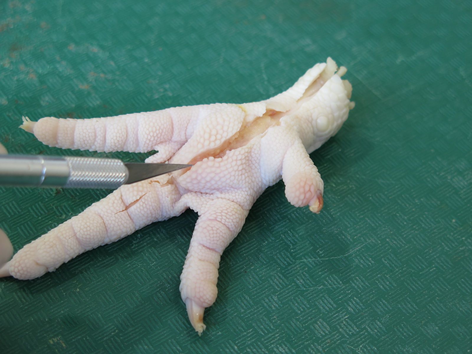 Chicken Foot Dissection : 7 Steps - Instructables