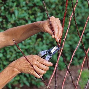 Pick Up Sticks...and Make a Twig Trellis : 9 Steps (with Pictures ...