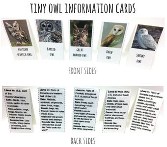 Set of 5 Tiny Owls (Based on Real Owls!) : 10 Steps (with Pictures ...
