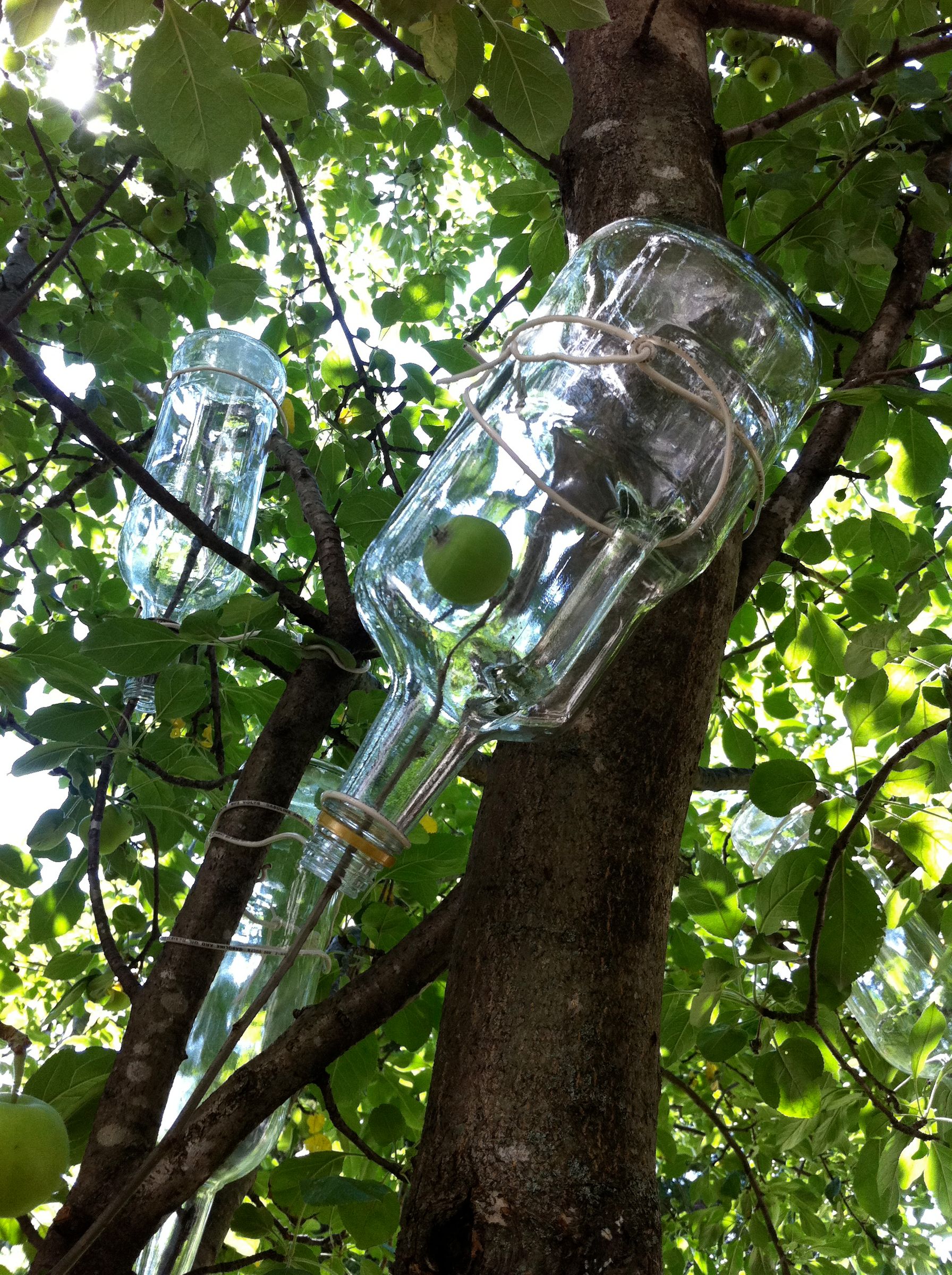 How to Grow an Apple in a Bottle : 15 Steps (with Pictures) - Instructables