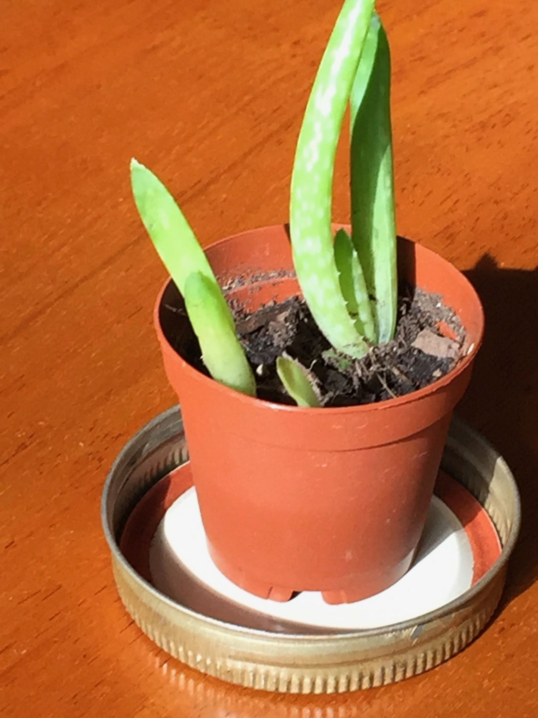 How to Transport Plants in an Airplane : 5 Steps - Instructables