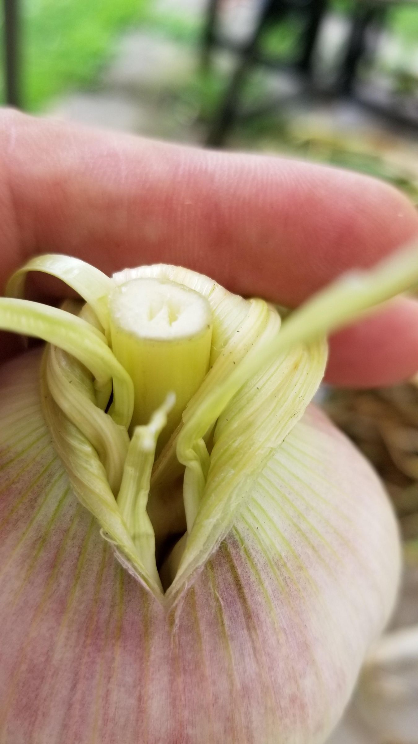 Garlic Gardening : 49 Steps (with Pictures) - Instructables