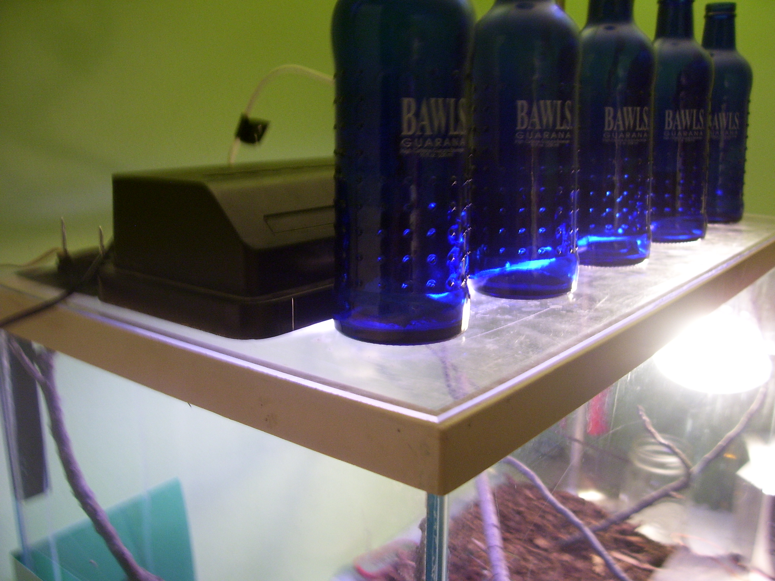 How to Care for a Praying Mantis : 4 Steps - Instructables