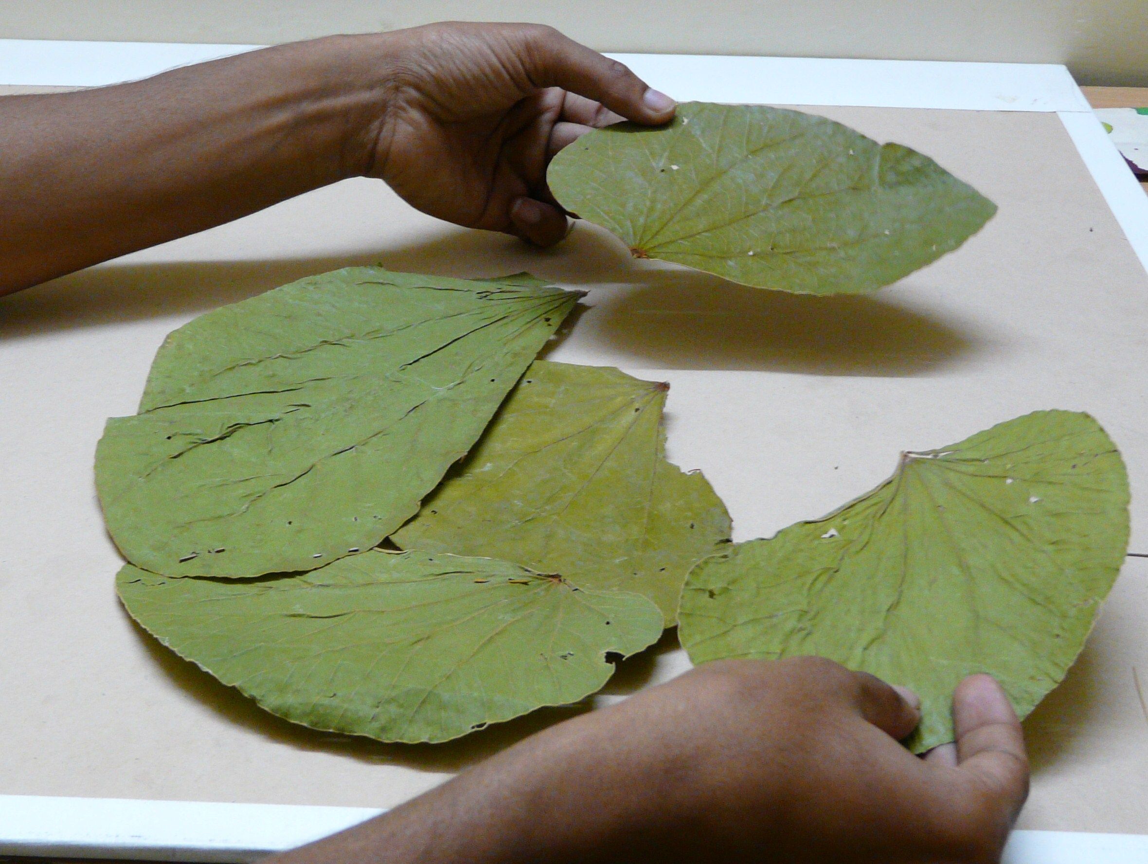 Pattal - Leaf Plate (Made of Banyan & Sal Leaf ) : 10 Steps - Instructables