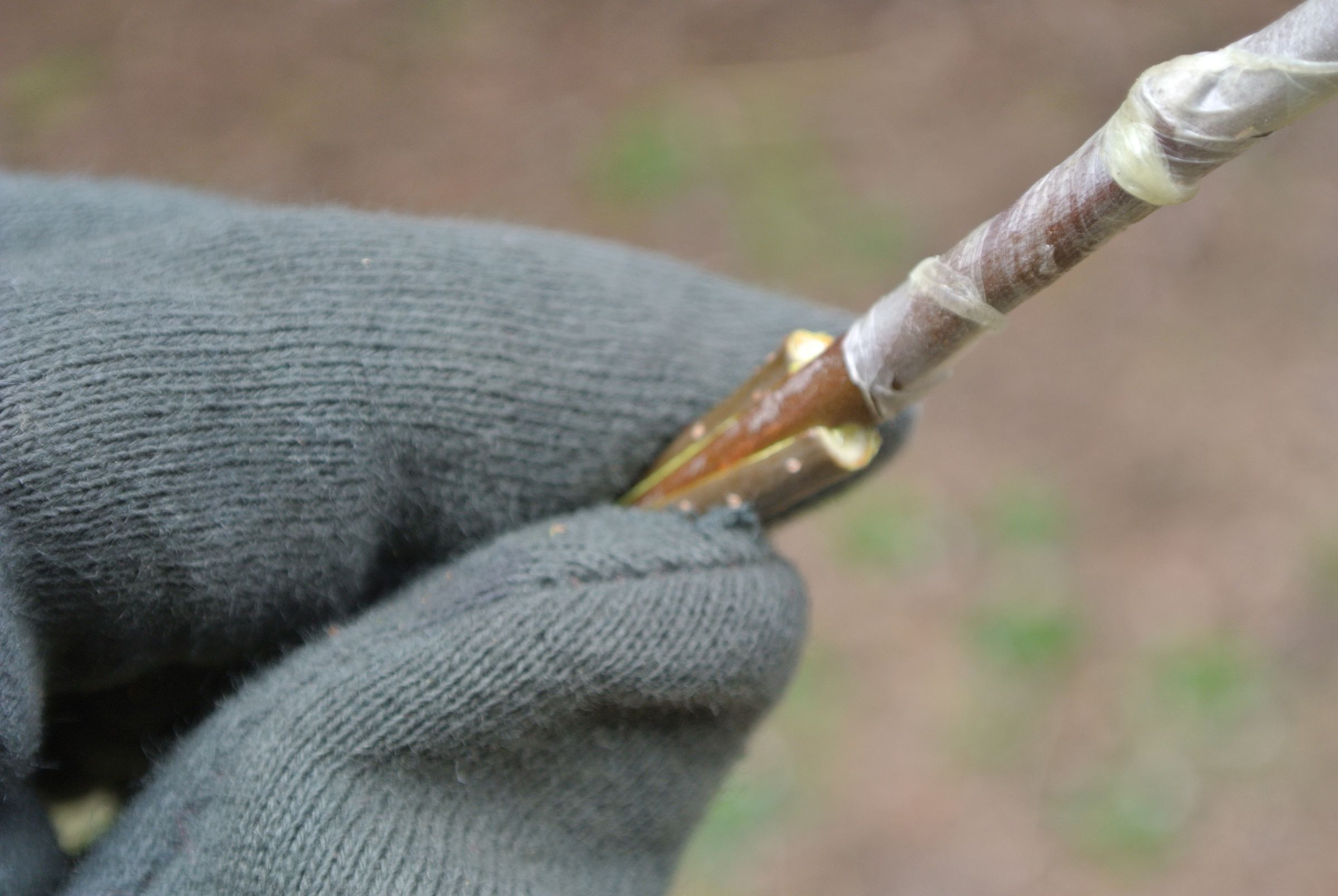 Grafting a Multi-variety Apple Tree. : 10 Steps (with Pictures ...
