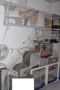 Cat Enclosure - Tunnel, Save Space ('CatWalk Is My Road' - AKahn ...