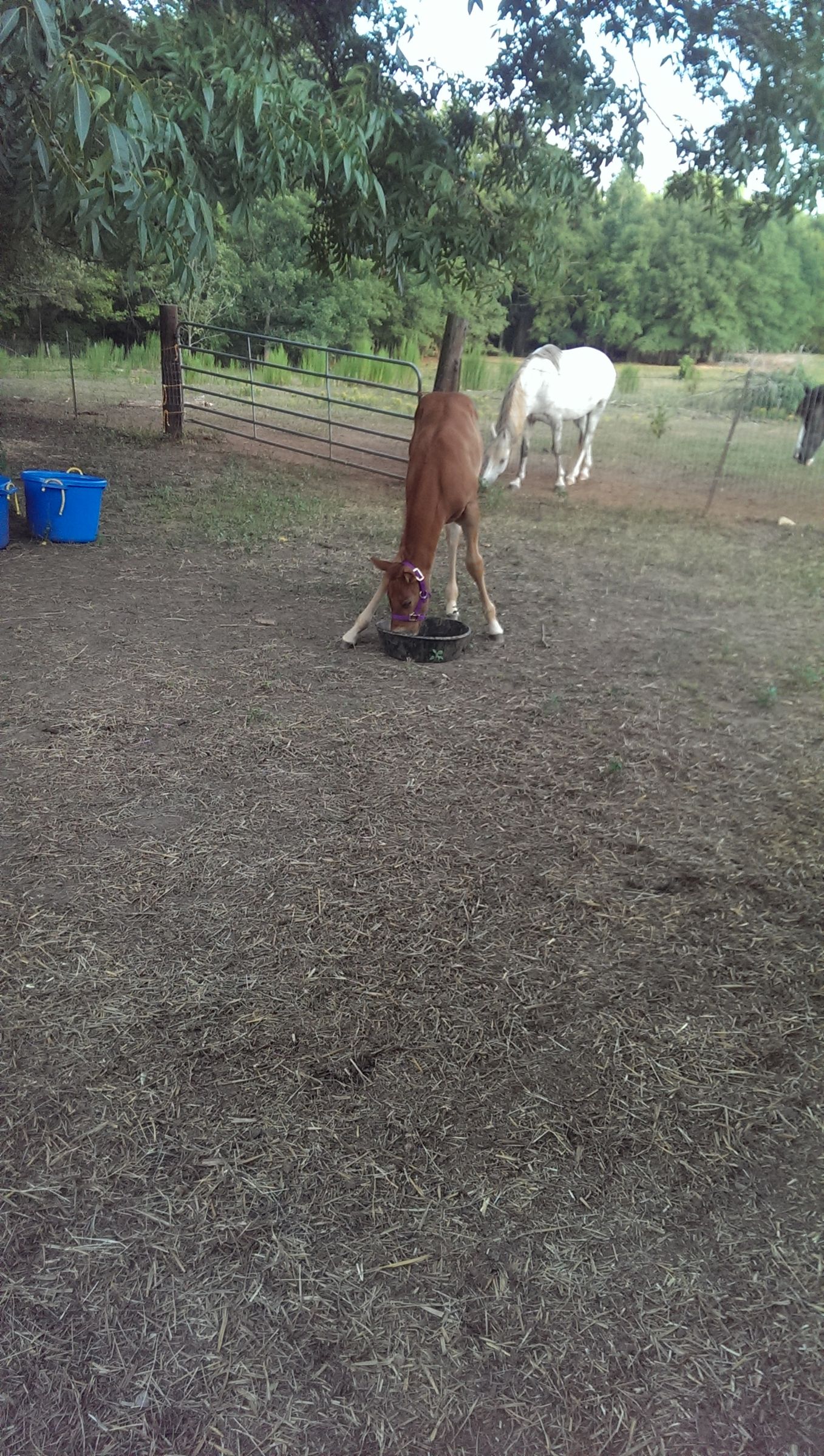 Rope Halter With Fiador : 10 Steps (with Pictures) - Instructables