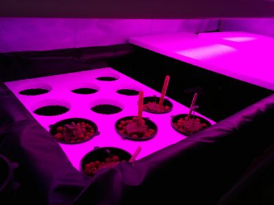 How to Build a Basement Hydroponic Garden : 20 Steps - Instructables