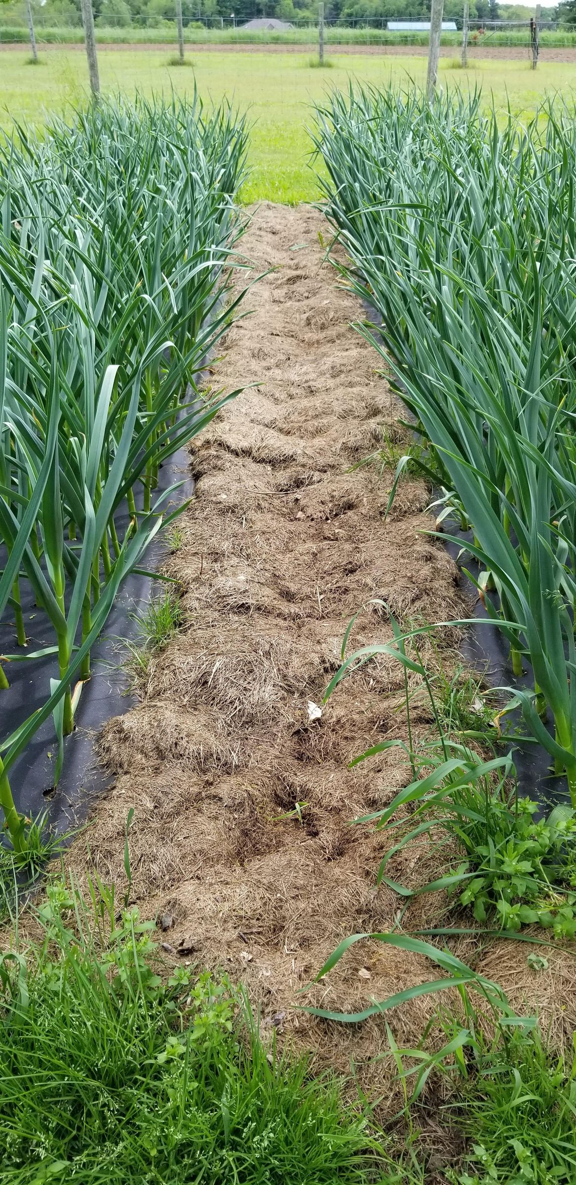 Garlic Gardening : 49 Steps (with Pictures) - Instructables