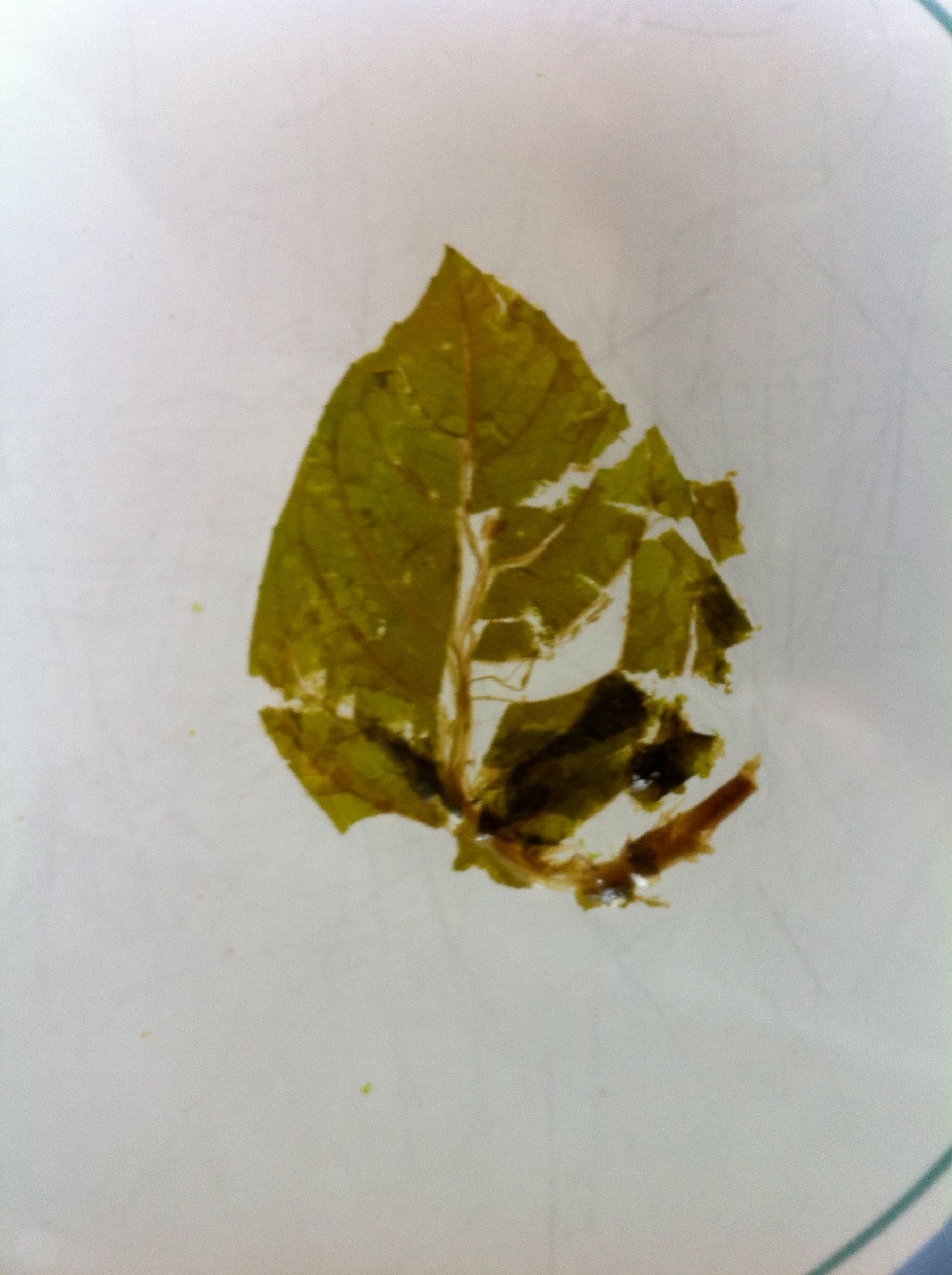 Leaf Skeletonization : 6 Steps - Instructables