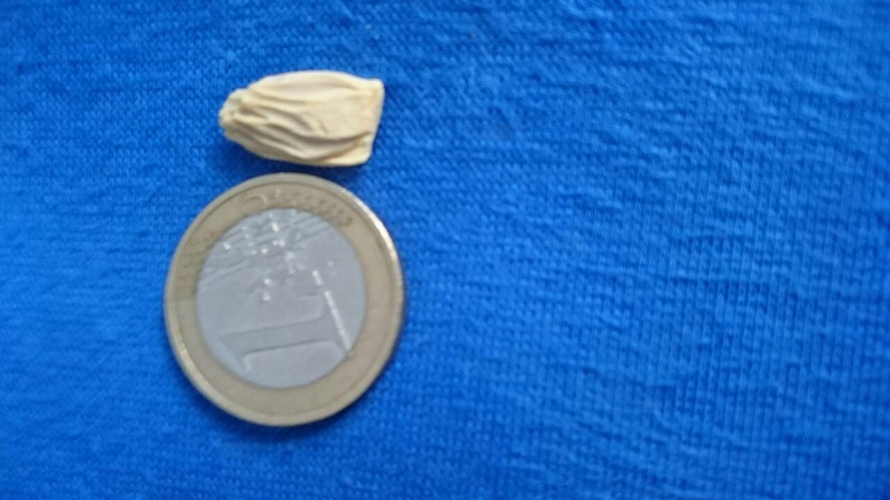 How to Sprout Pomelo-Plants : 3 Steps - Instructables