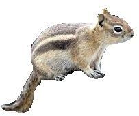 Chipmunk Trap - for Live Catch-and-release : 5 Steps - Instructables