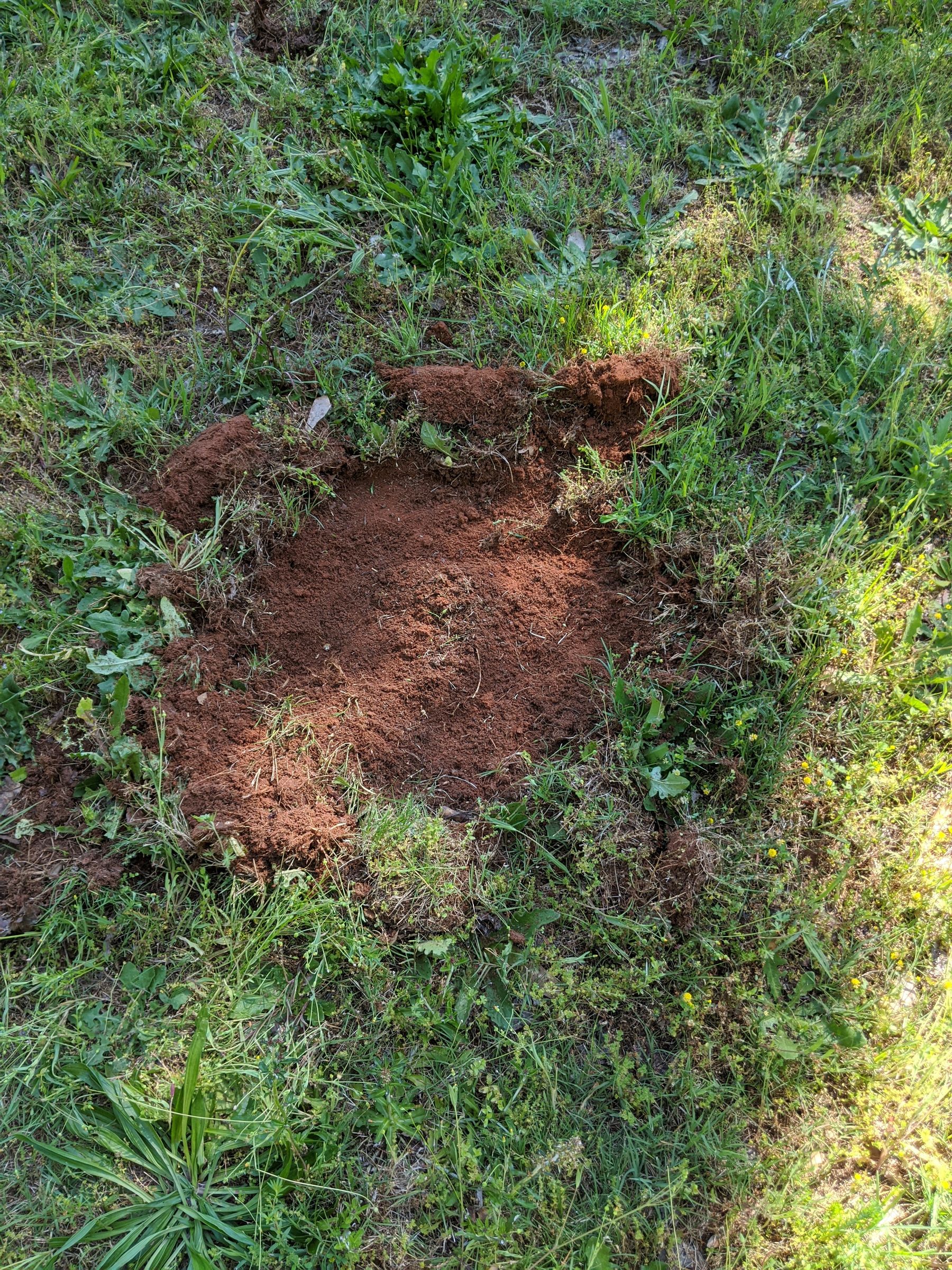 Planting Fig Tree Offshoots : 8 Steps - Instructables