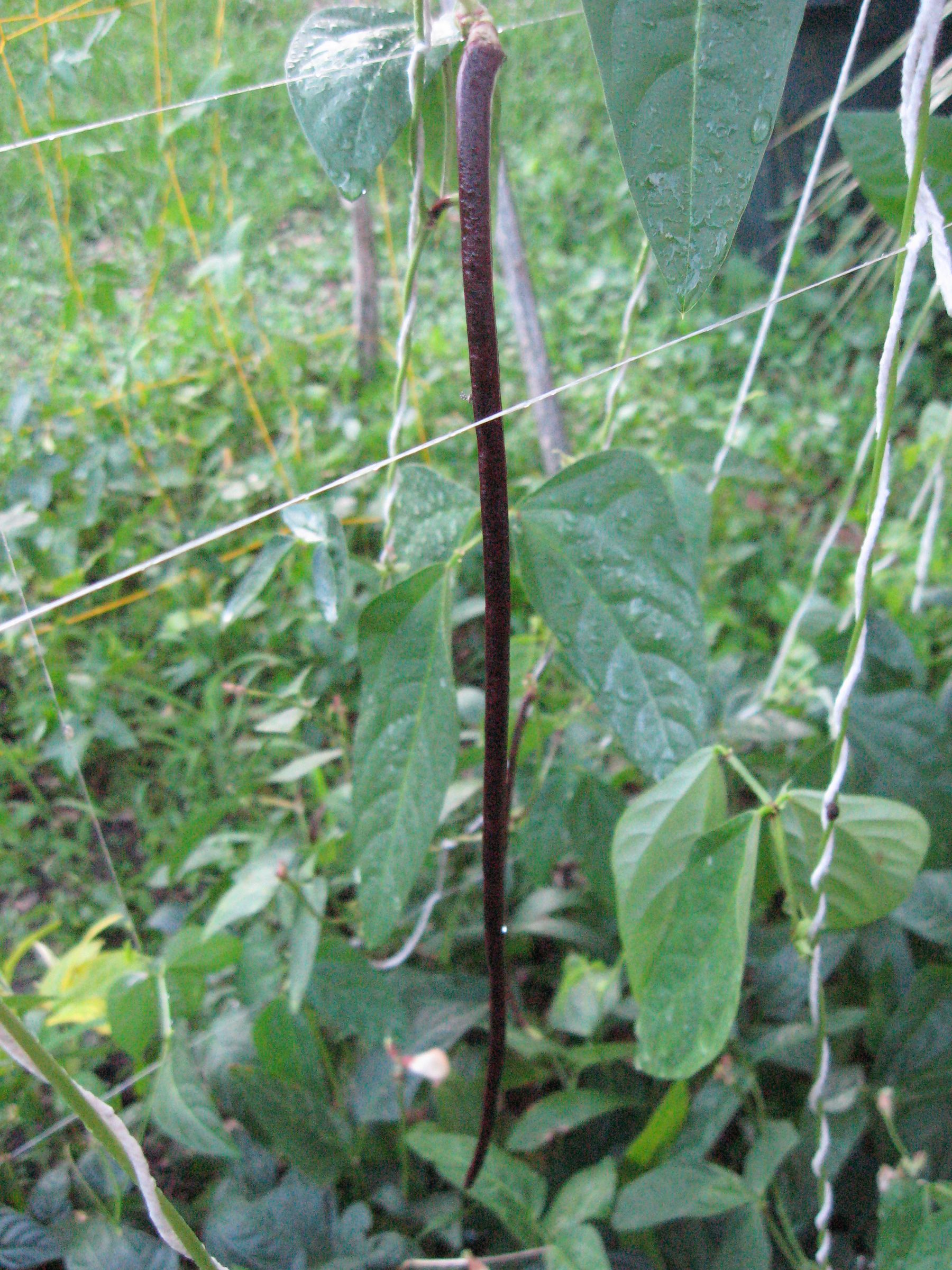 Growing Giant Beans : 8 Steps - Instructables