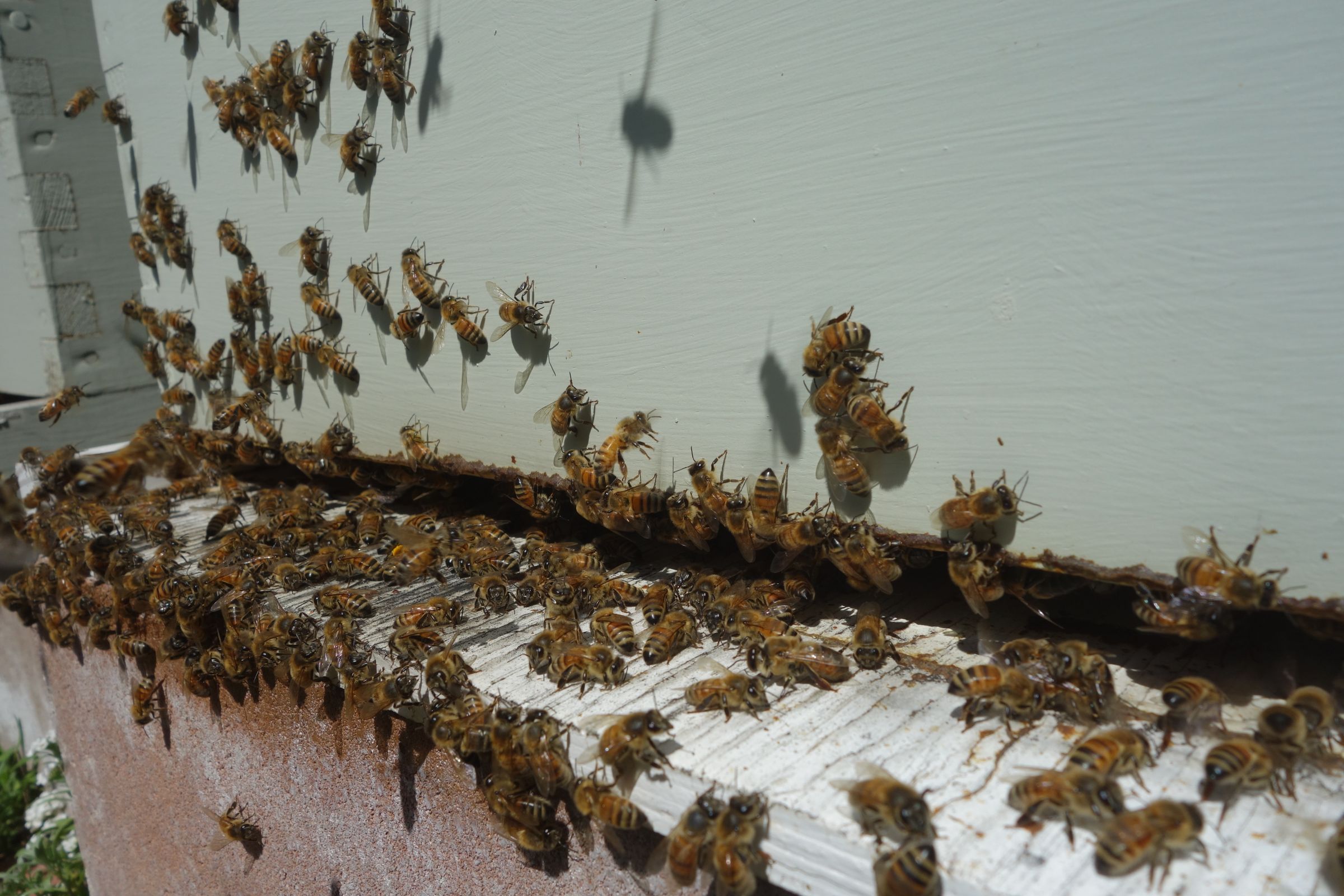 Collecting a Bee Swarm : 6 Steps (with Pictures) - Instructables