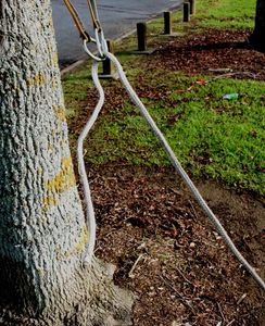How to Get a Rope Into a Tree (without Climbing It) : 6 Steps ...