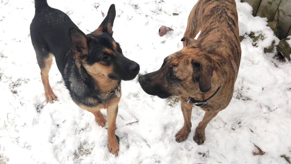 How to Choose a Second Dog : 9 Steps (with Pictures) - Instructables