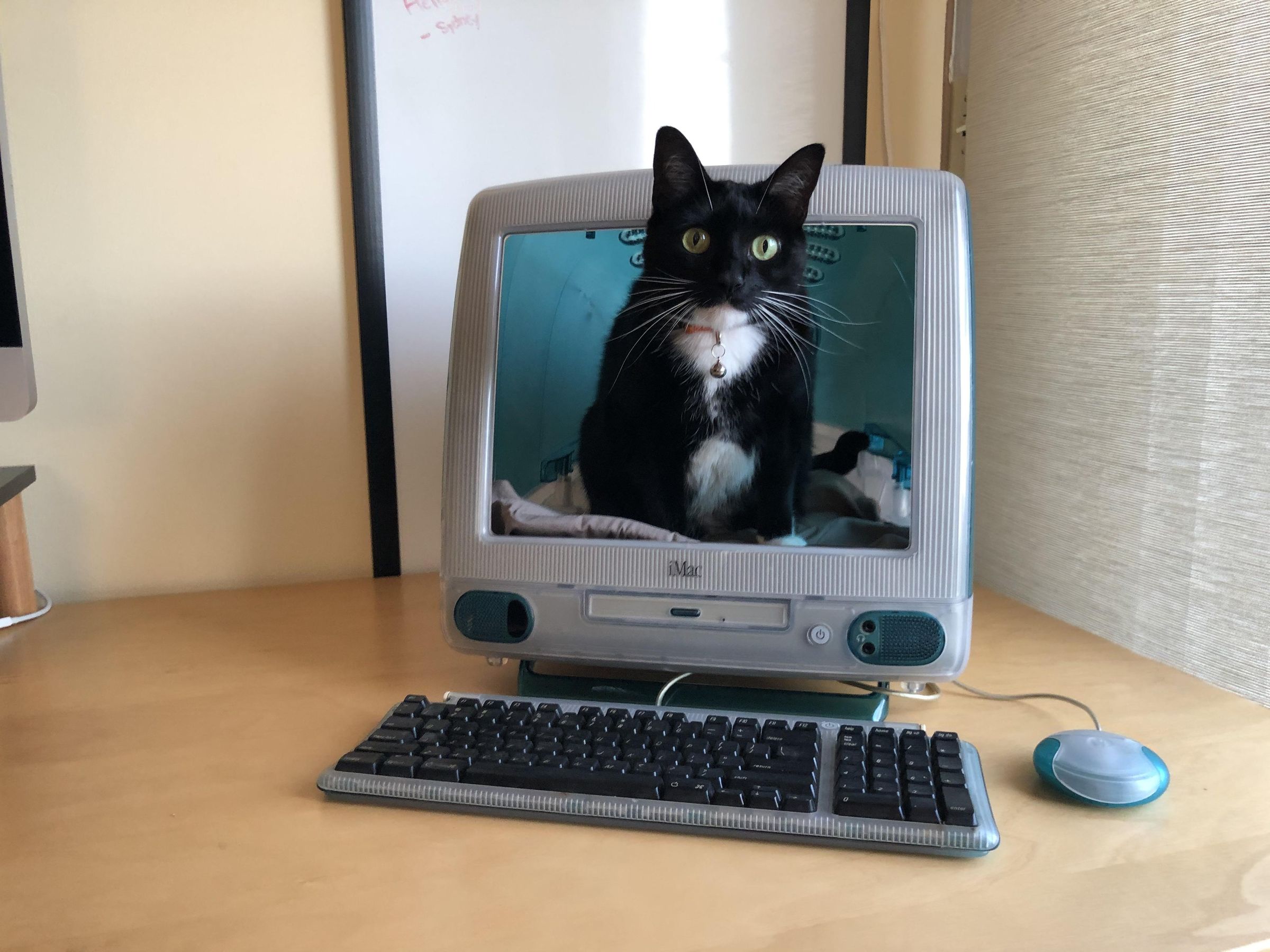 IMac Cat Bed : 7 Steps (with Pictures) - Instructables