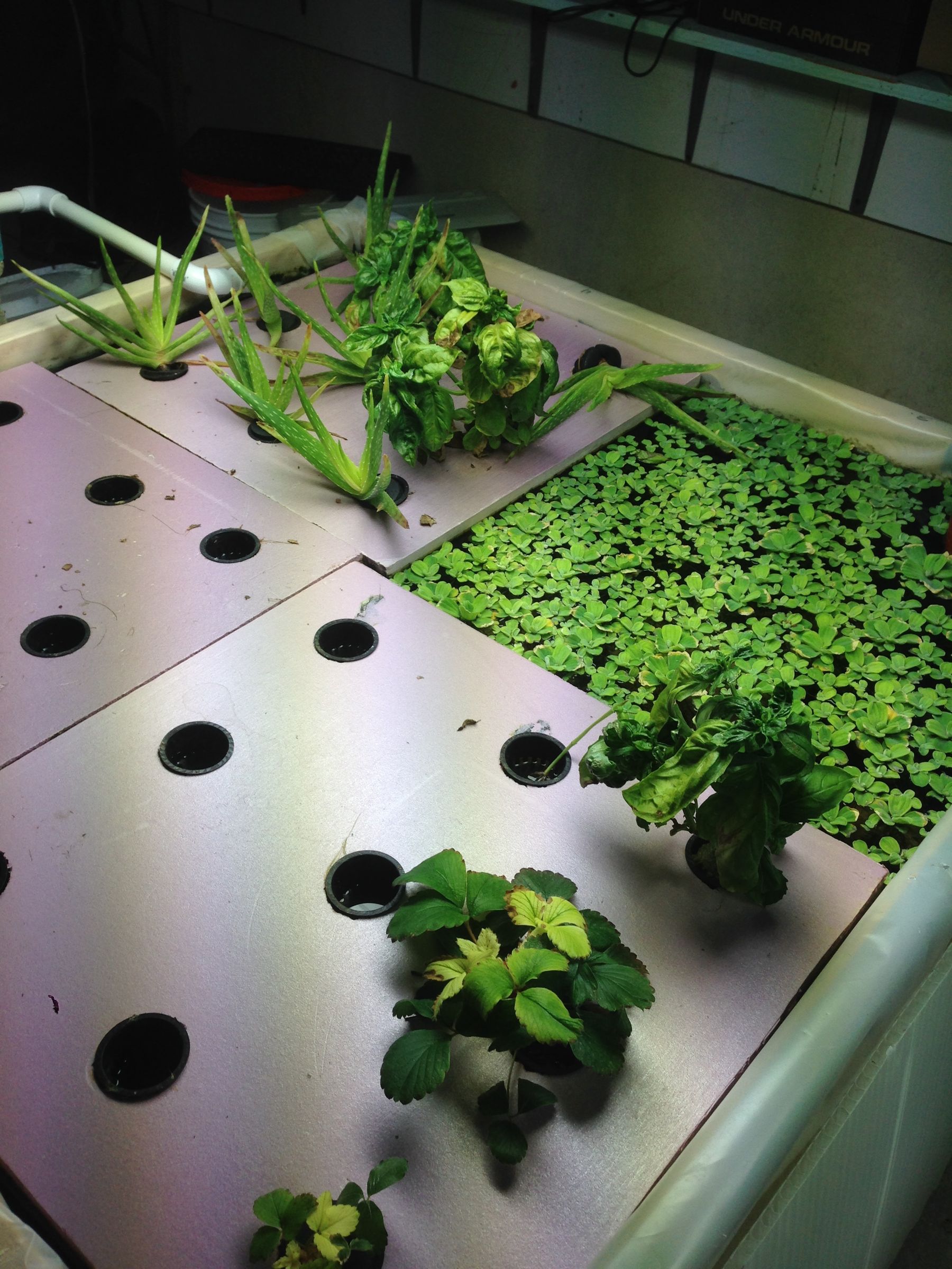 Hydroponic Raft System Update + Aquaponics - Instructables