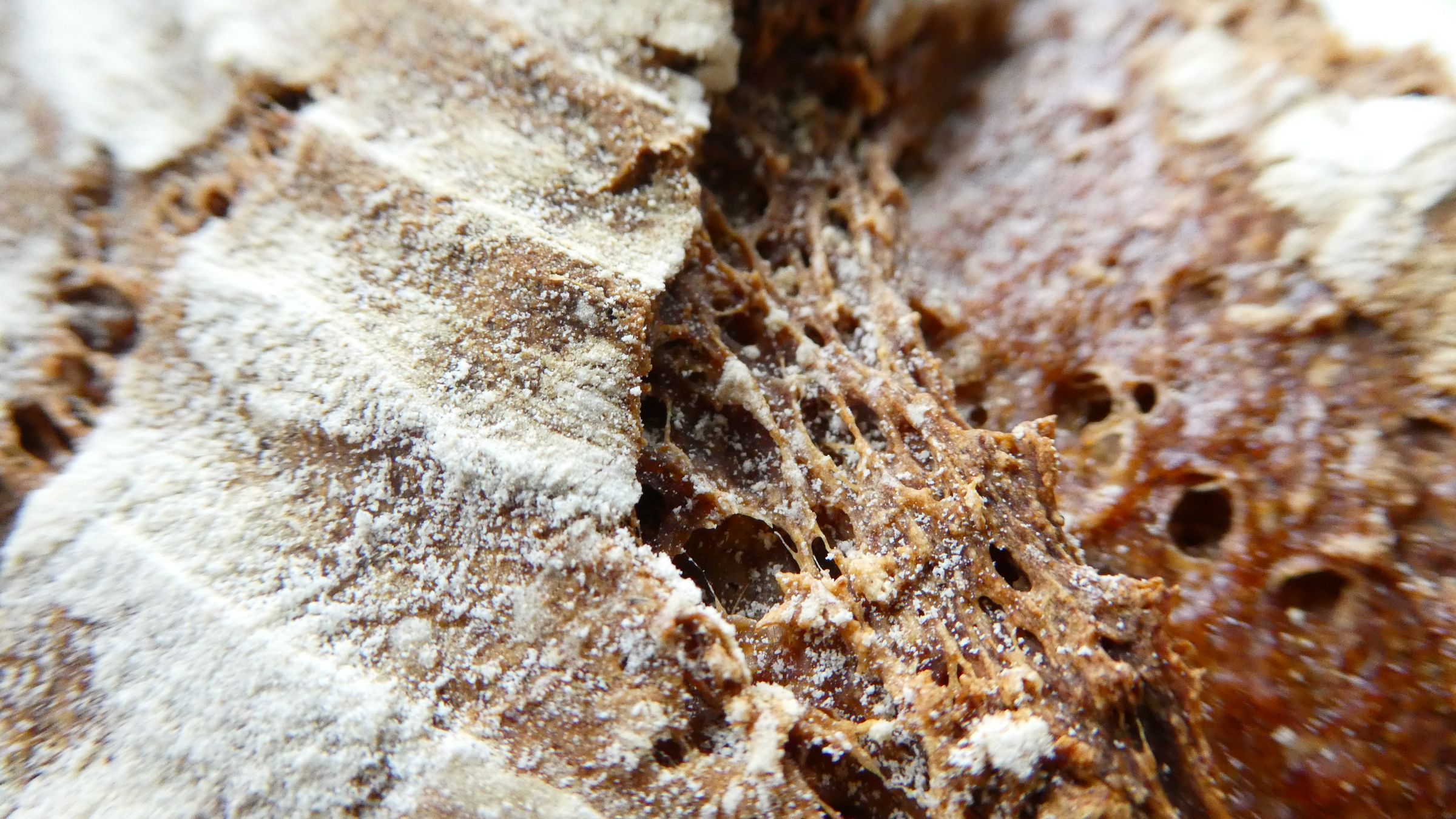 Pure Rye Bread : 31 Steps (with Pictures) - Instructables