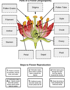 Flower Flip-Flap Activity : 4 Steps - Instructables